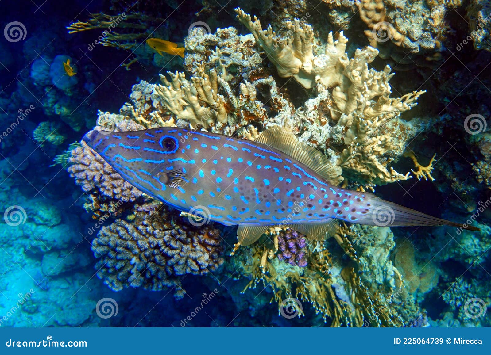 Scribbled Filefish Or Scrawled Filefish - Aluterus Scriptus On Coral ...