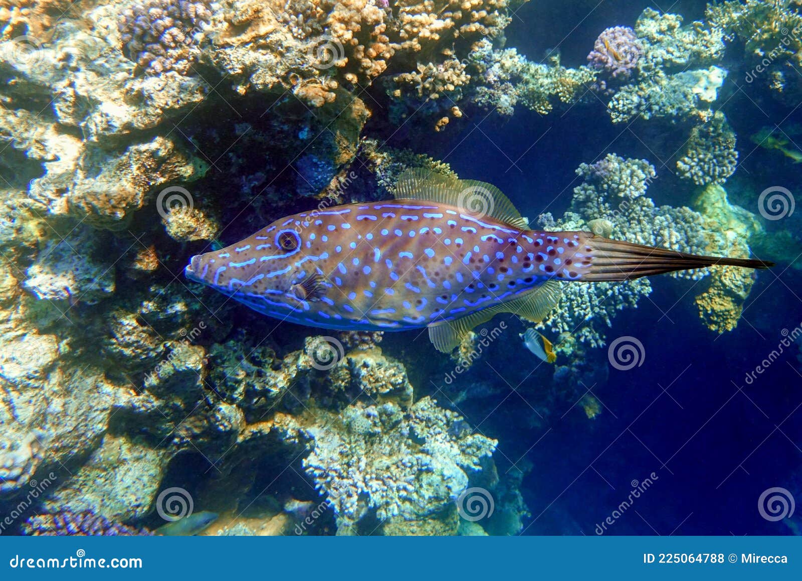 Scribbled Filefish or Scrawled Filefish - Aluterus Scriptus on Coral ...