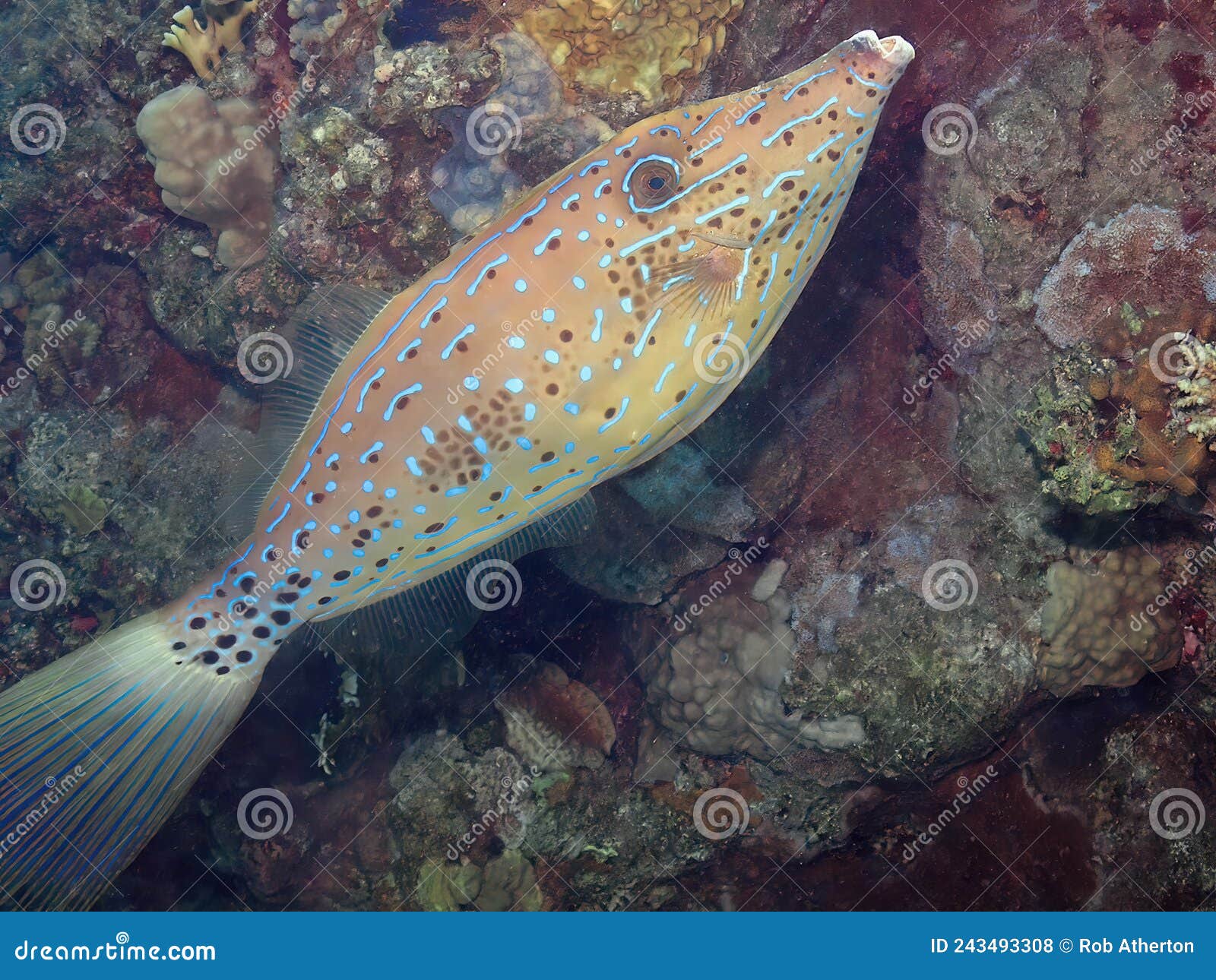 A Scribbled Leatherjacket Aluterus Scriptus in the Red Sea Stock Photo ...