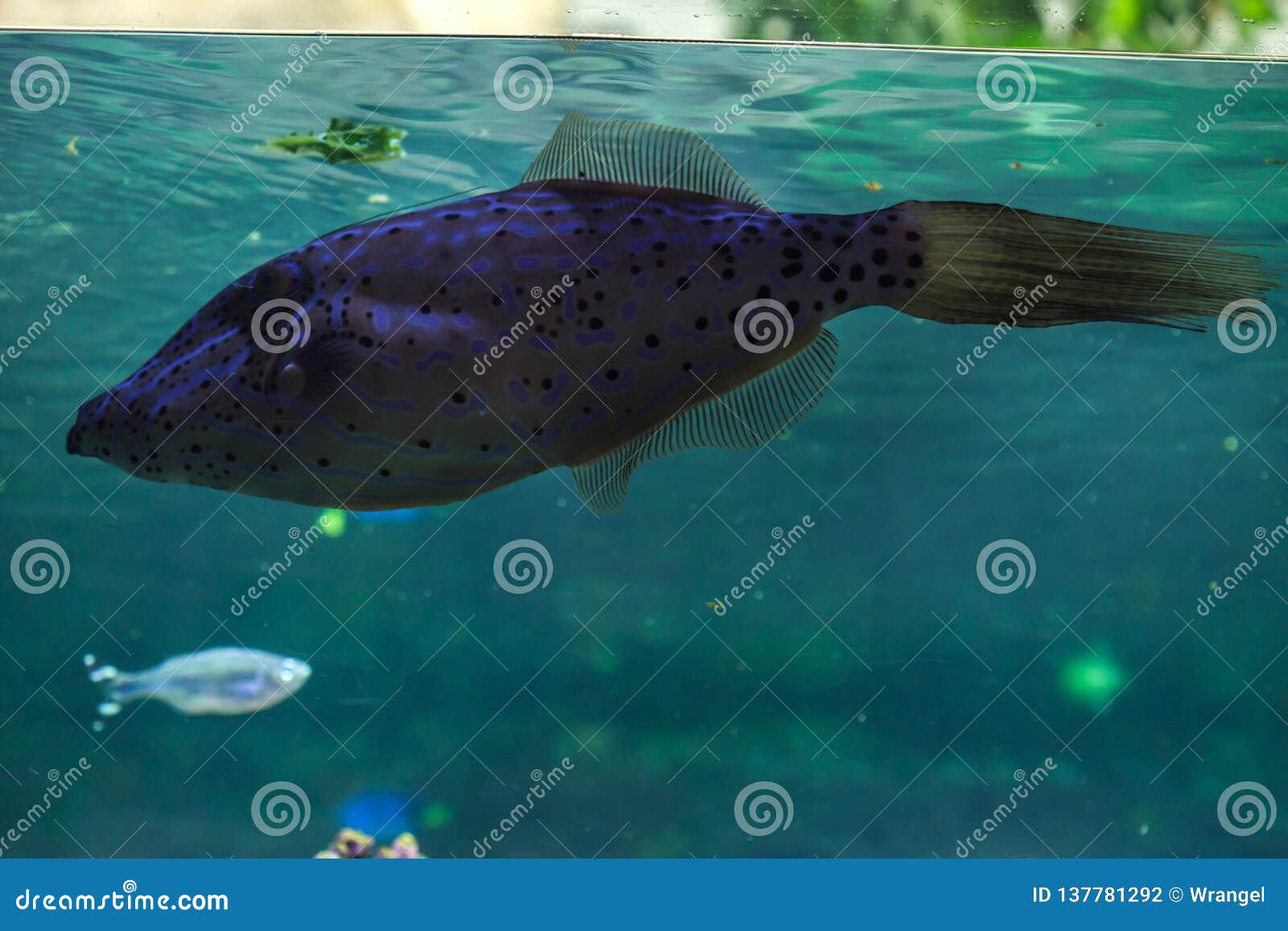 Scribbled Leatherjacket Filefish Aluterus Scriptus Stock Photo - Image ...