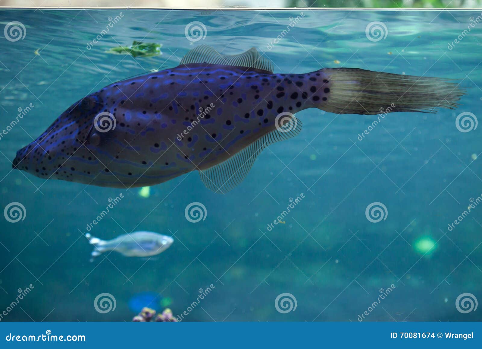 Scribbled Leatherjacket Filefish (Aluterus Scriptus). Stock Photo ...