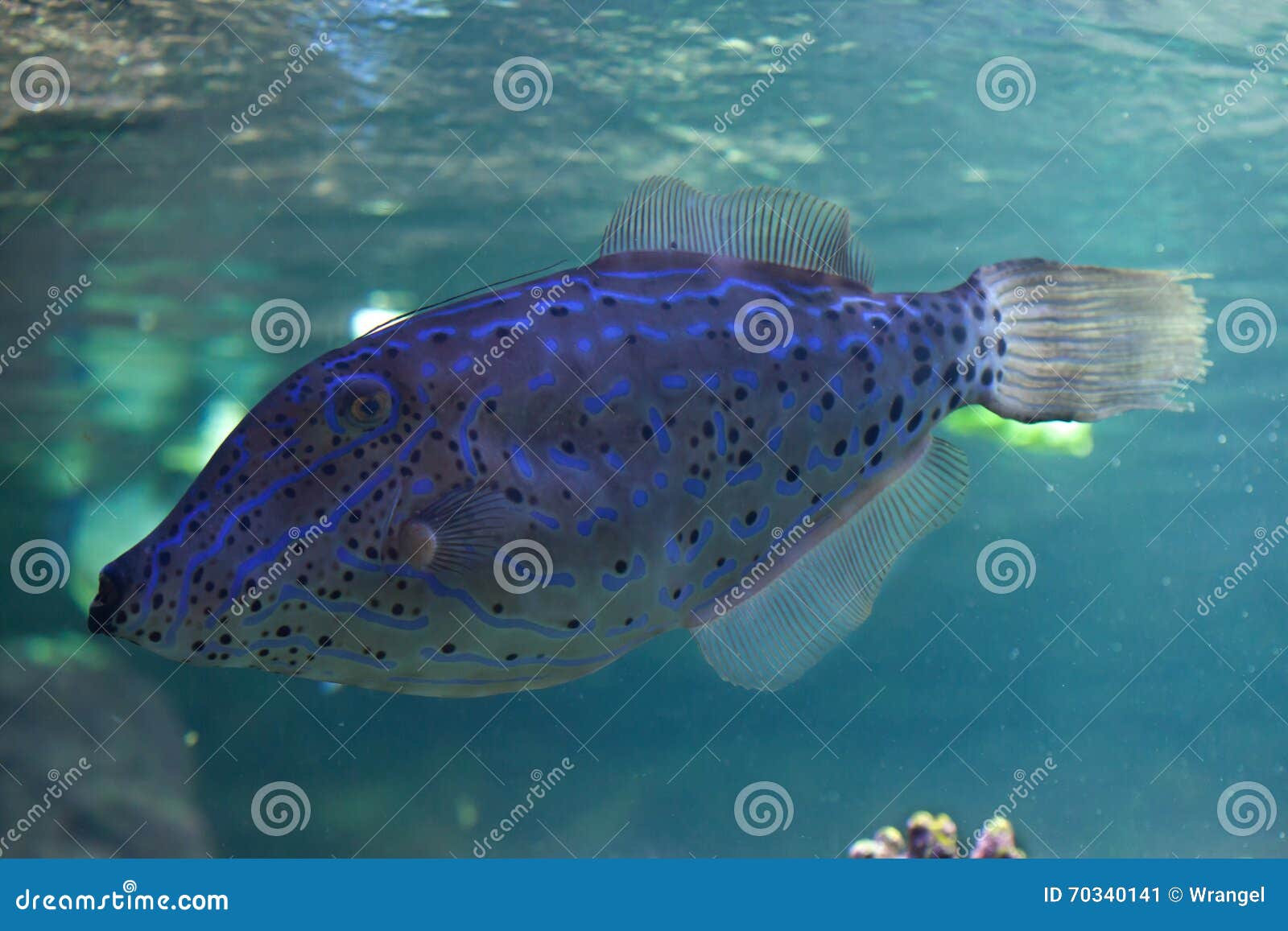 Scribbled Leatherjacket Filefish (Aluterus Scriptus). Stock Image ...