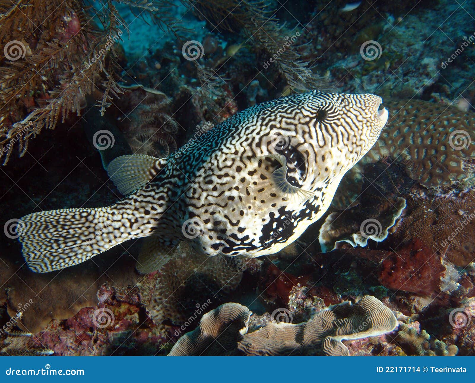 Rabbit Fish Puffer