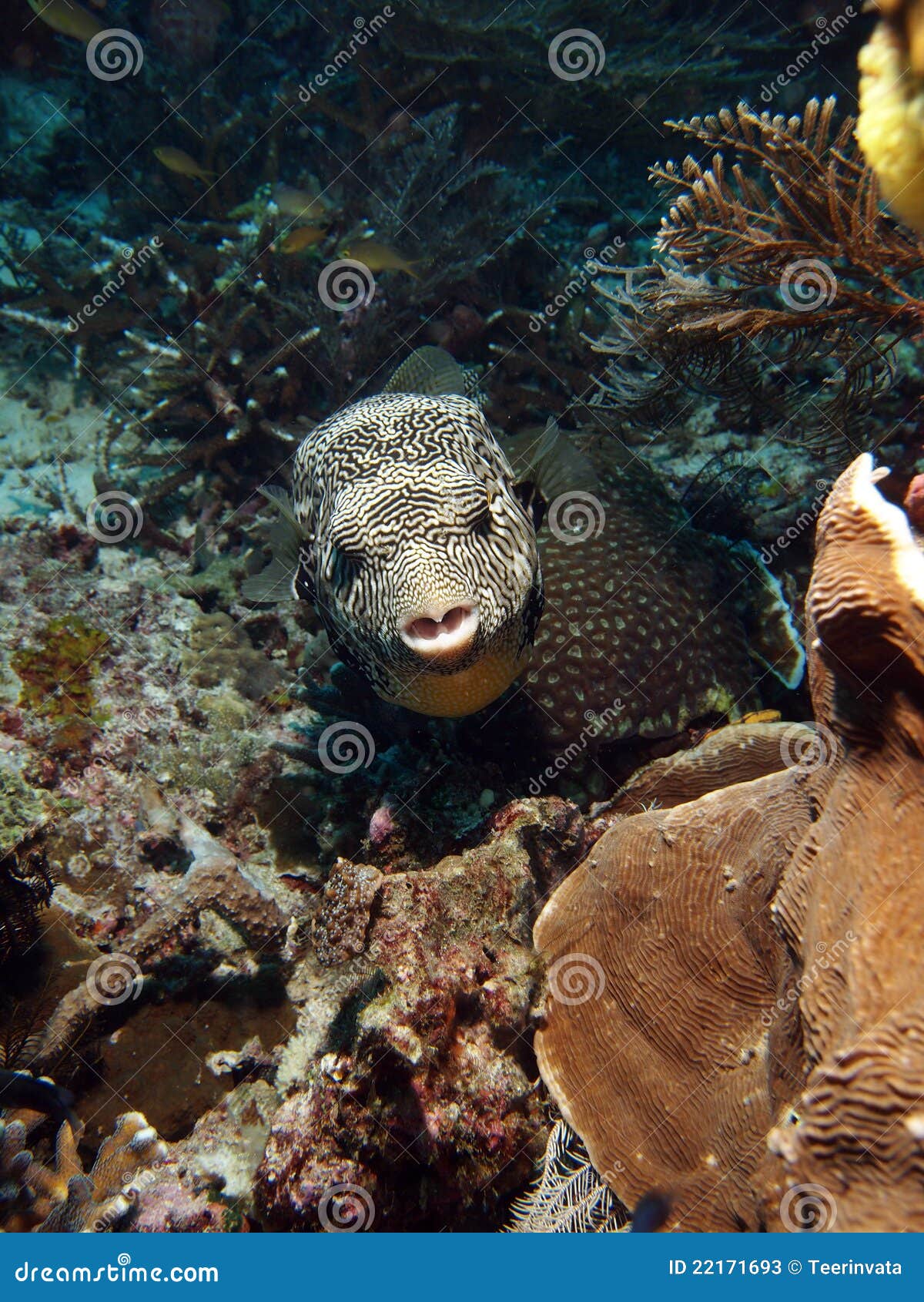 Scribbled Puffer Fish (Arthron Mappa) - Front Face Stock Image ...
