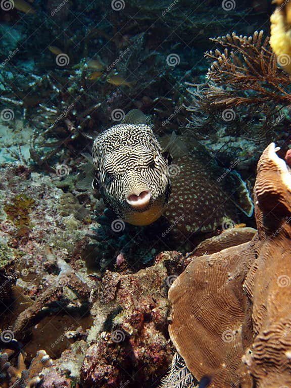 Scribbled Puffer Fish (Arthron Mappa) - Front Face Stock Image - Image ...