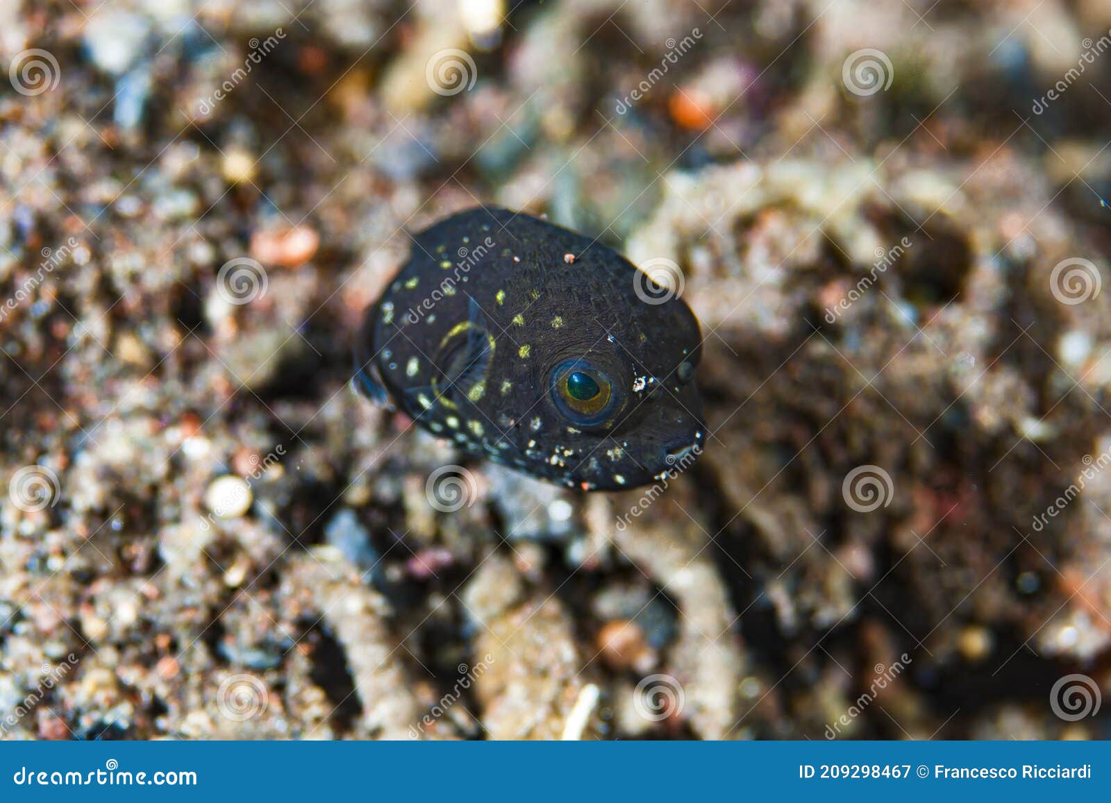 Scribbled Pufferfish Arothron Mappa Juvenile Stock Image - Image of ...