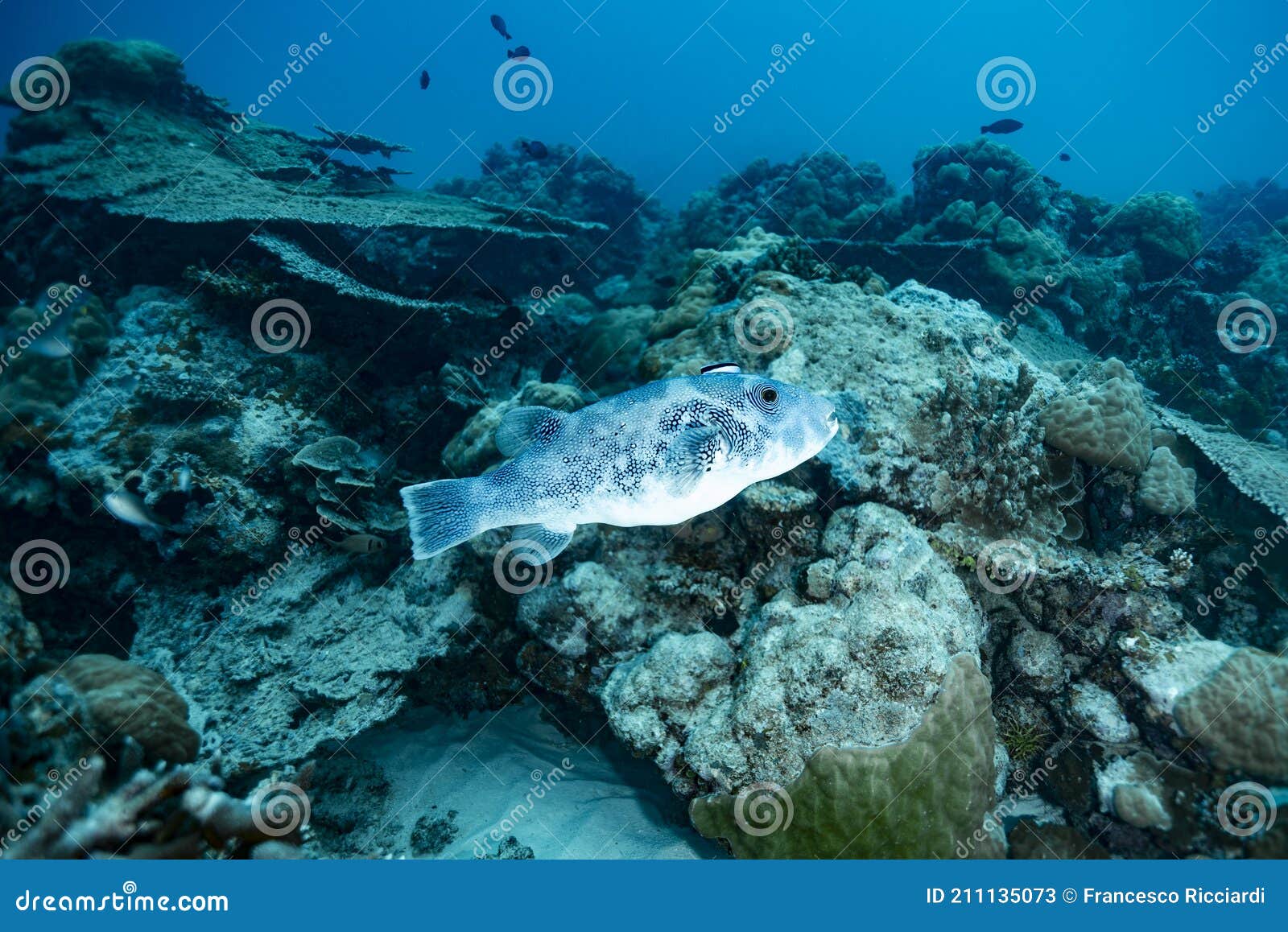 Scribbled Pufferfish Arothron Mappa Stock Image - Image of bony ...