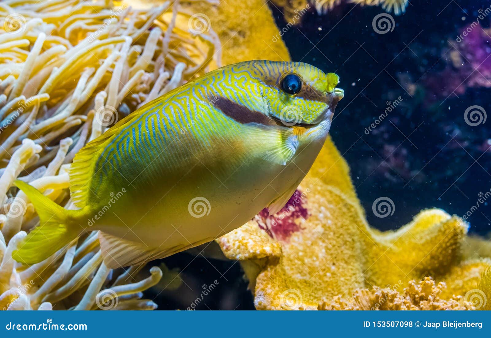 Scribbled Rabbitfish in Closeup, Barred Spinefoot Fish, Tropical Animal ...