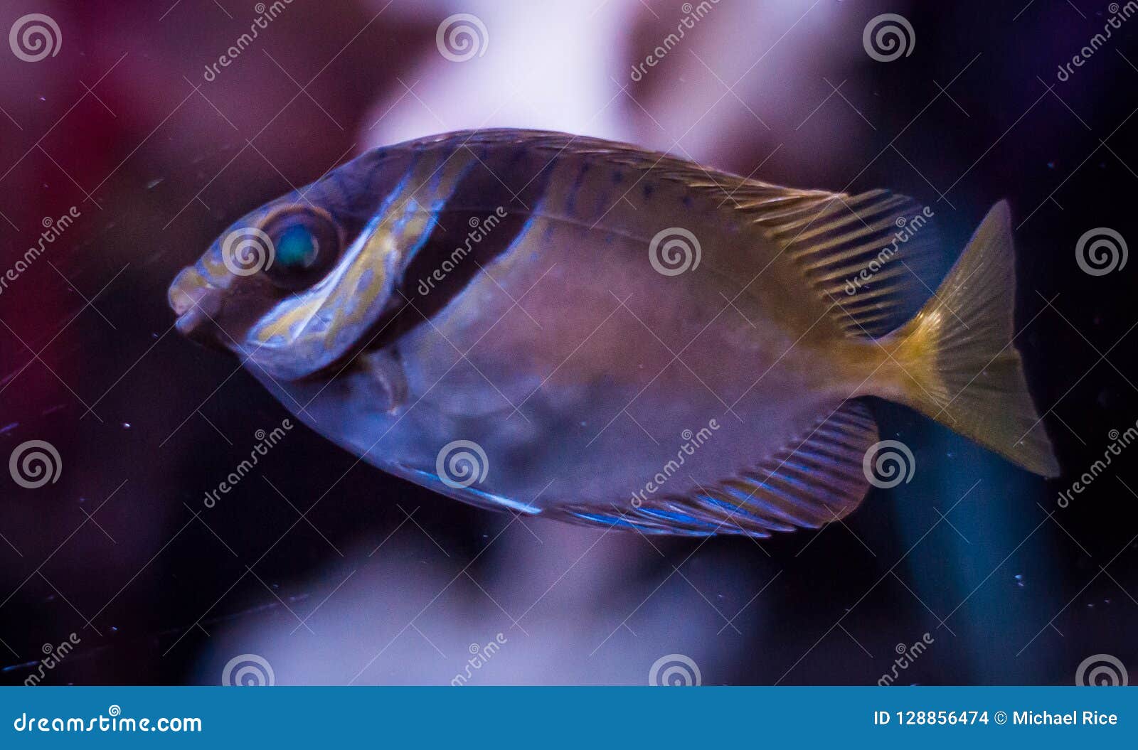 Scribbled Rabbitfish in Reef Aquarium System Stock Photo - Image of ...