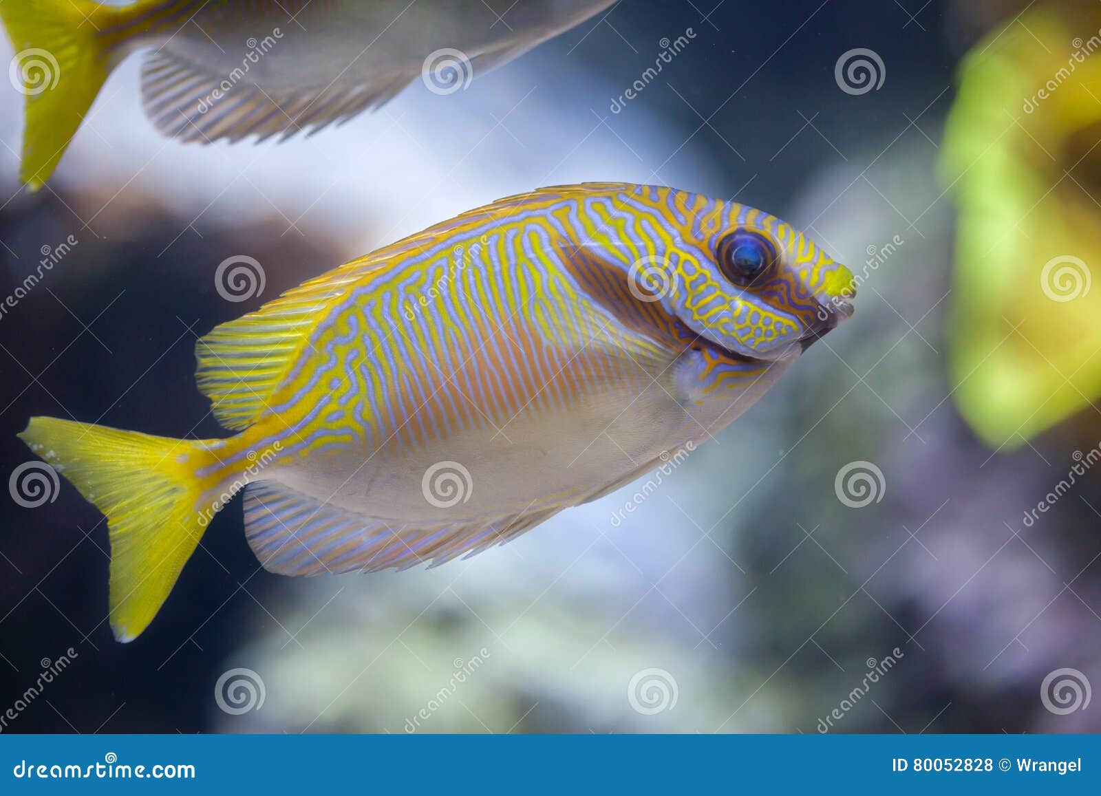 Scribbled Rabbitfish (Siganus Doliatus) Stock Photo - Image of barred ...