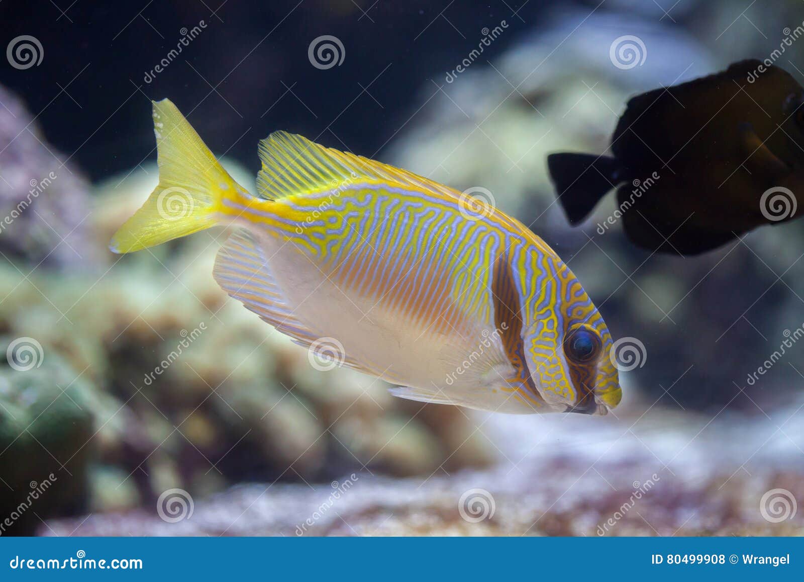 Scribbled Rabbitfish Siganus Doliatus Stock Photo - Image of rabbit ...