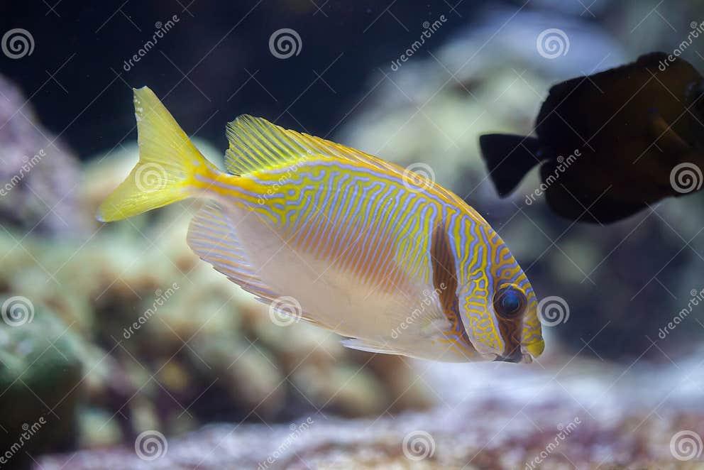 Scribbled Rabbitfish Siganus Doliatus Stock Photo - Image of rabbit ...