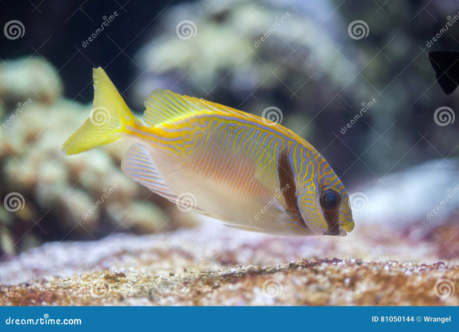Scribbled Rabbitfish Siganus Doliatus Stock Photo - Image of siganus ...