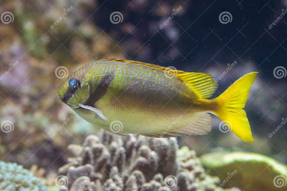 Scribbled Rabbitfish Siganus Doliatus Stock Photo - Image of doliatus ...
