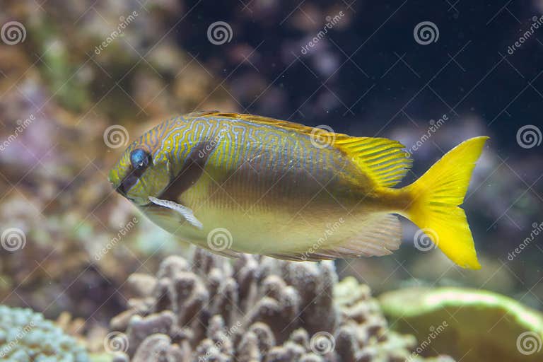 Scribbled Rabbitfish Siganus Doliatus Stock Photo - Image of doliatus ...