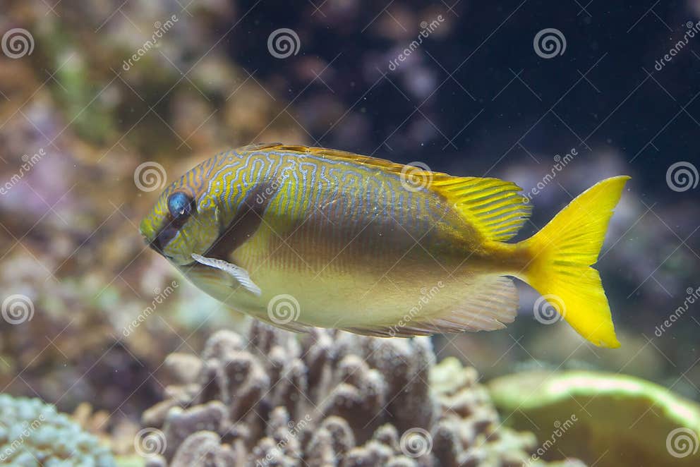 Scribbled Rabbitfish Siganus Doliatus Stock Photo - Image of doliatus ...