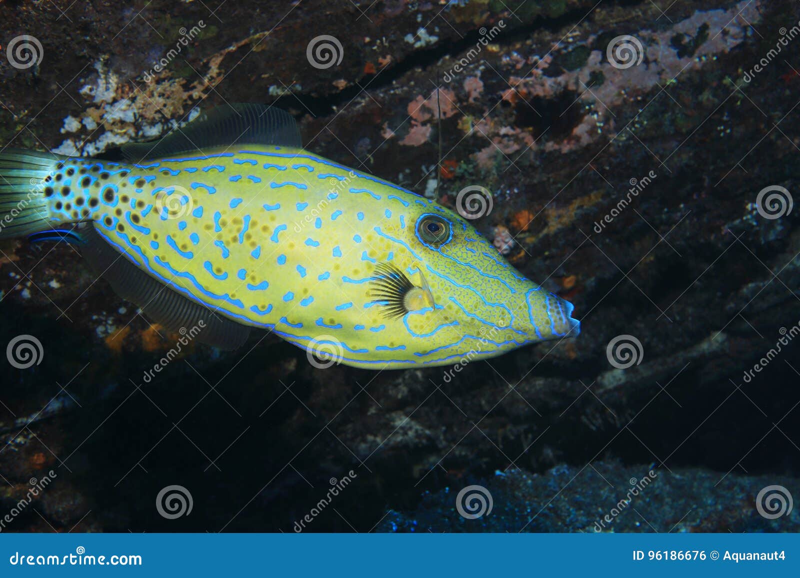 Scribblet Leatherjacket Filefish Stock Photo - Image of maldive ...