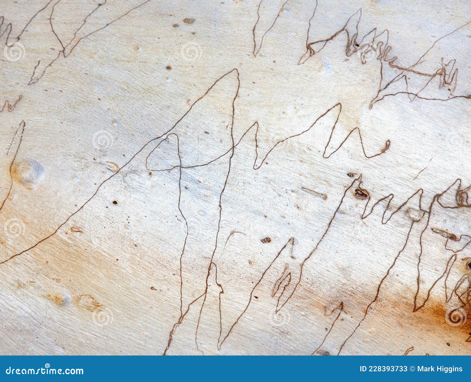 Burrowing Patterns Of The Scribbly Gum Moth On The Scribbly Gum ...