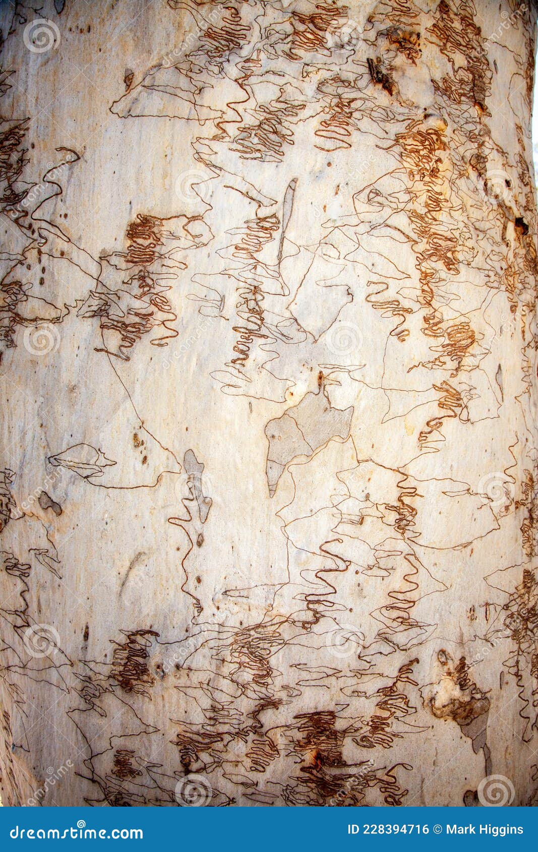 Scribbly bark stock photo. Image of scribble, silver - 228394716
