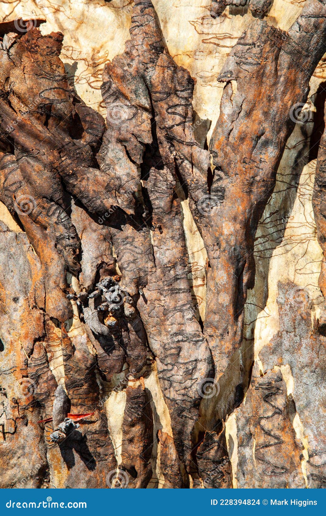 Scribbly bark stock photo. Image of backdrop, decorative - 228394824