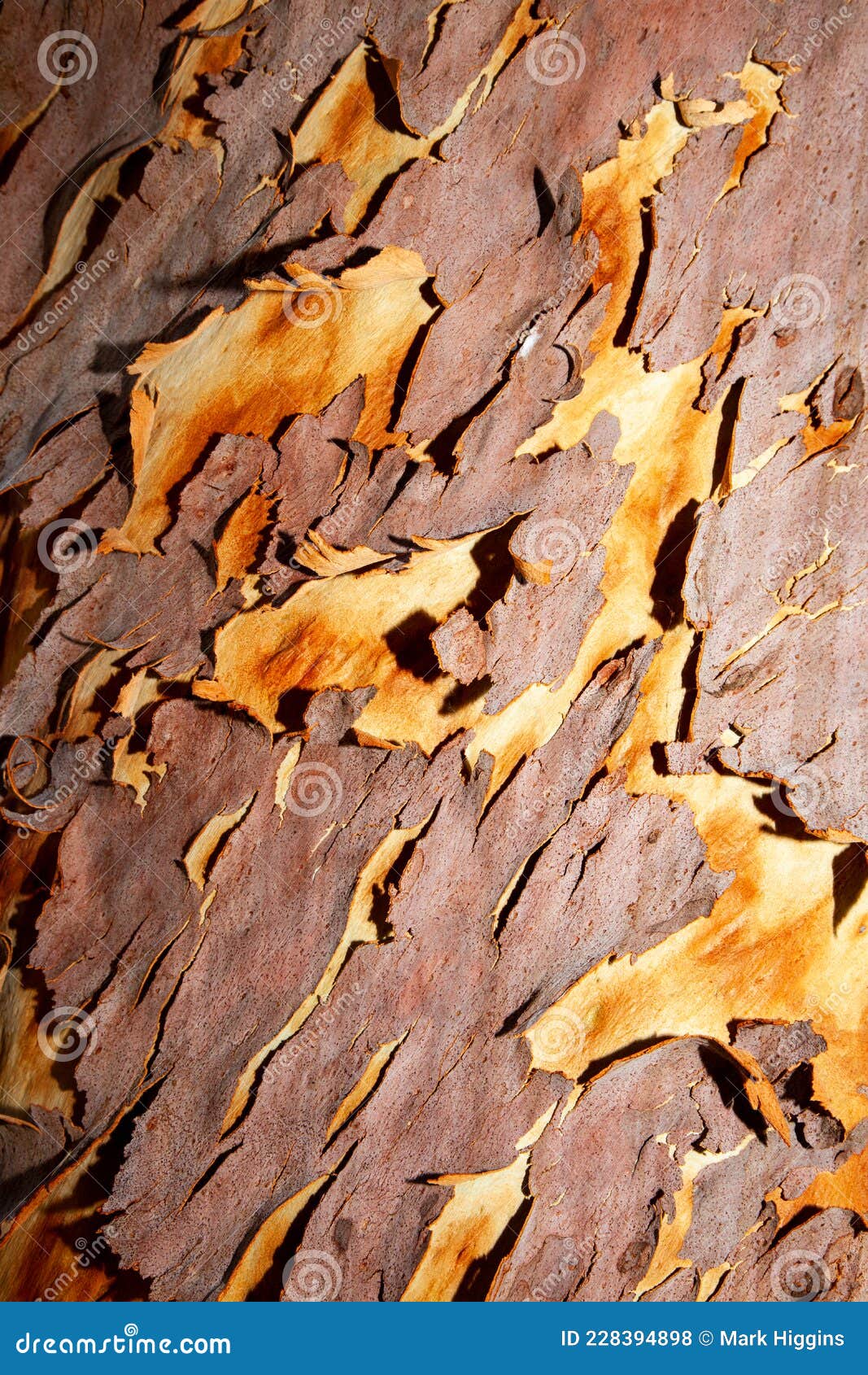 Scribbly bark stock photo. Image of eucalyptus, dynamic - 228394898