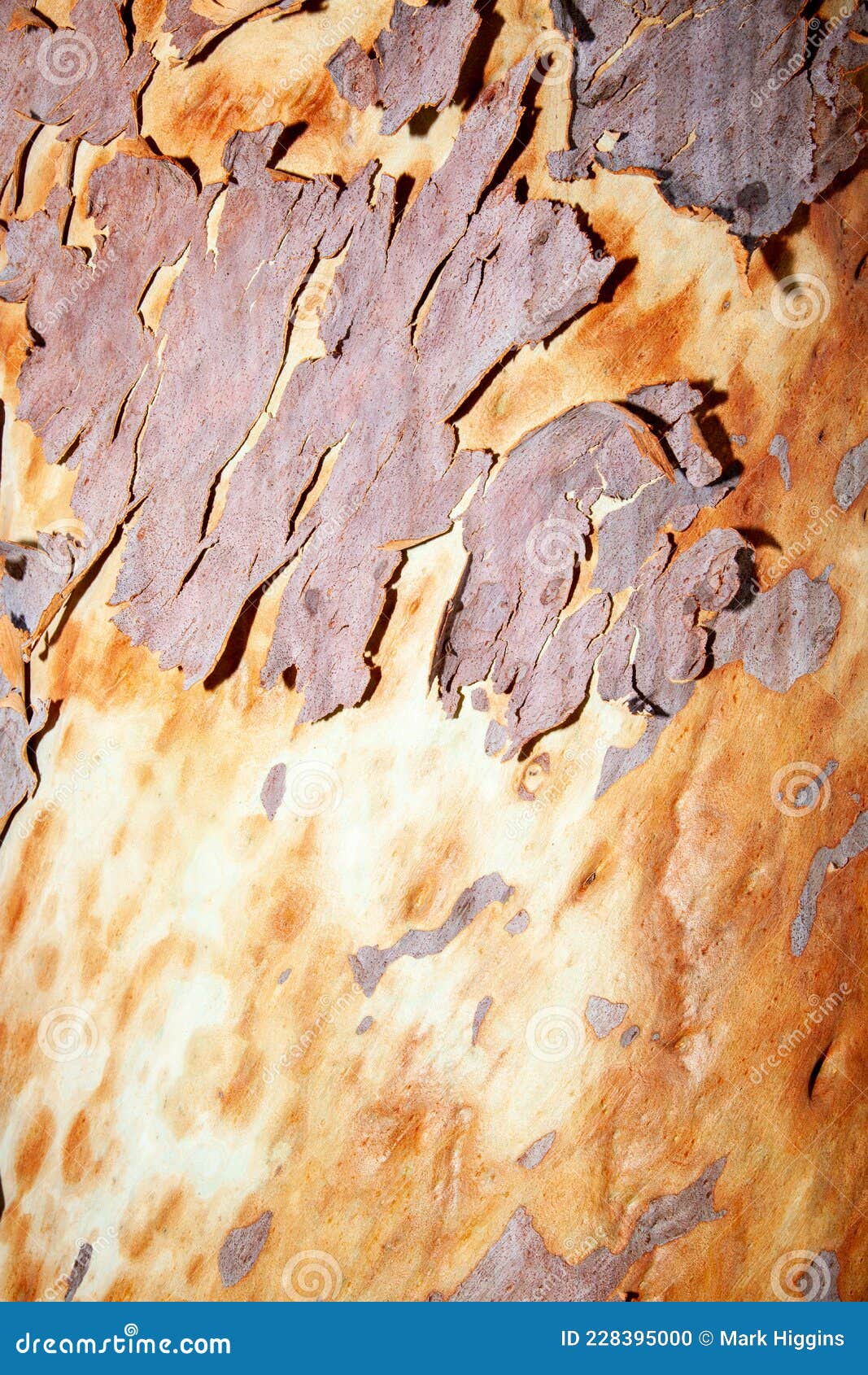 Scribbly bark stock photo. Image of burrowing, design - 228395000