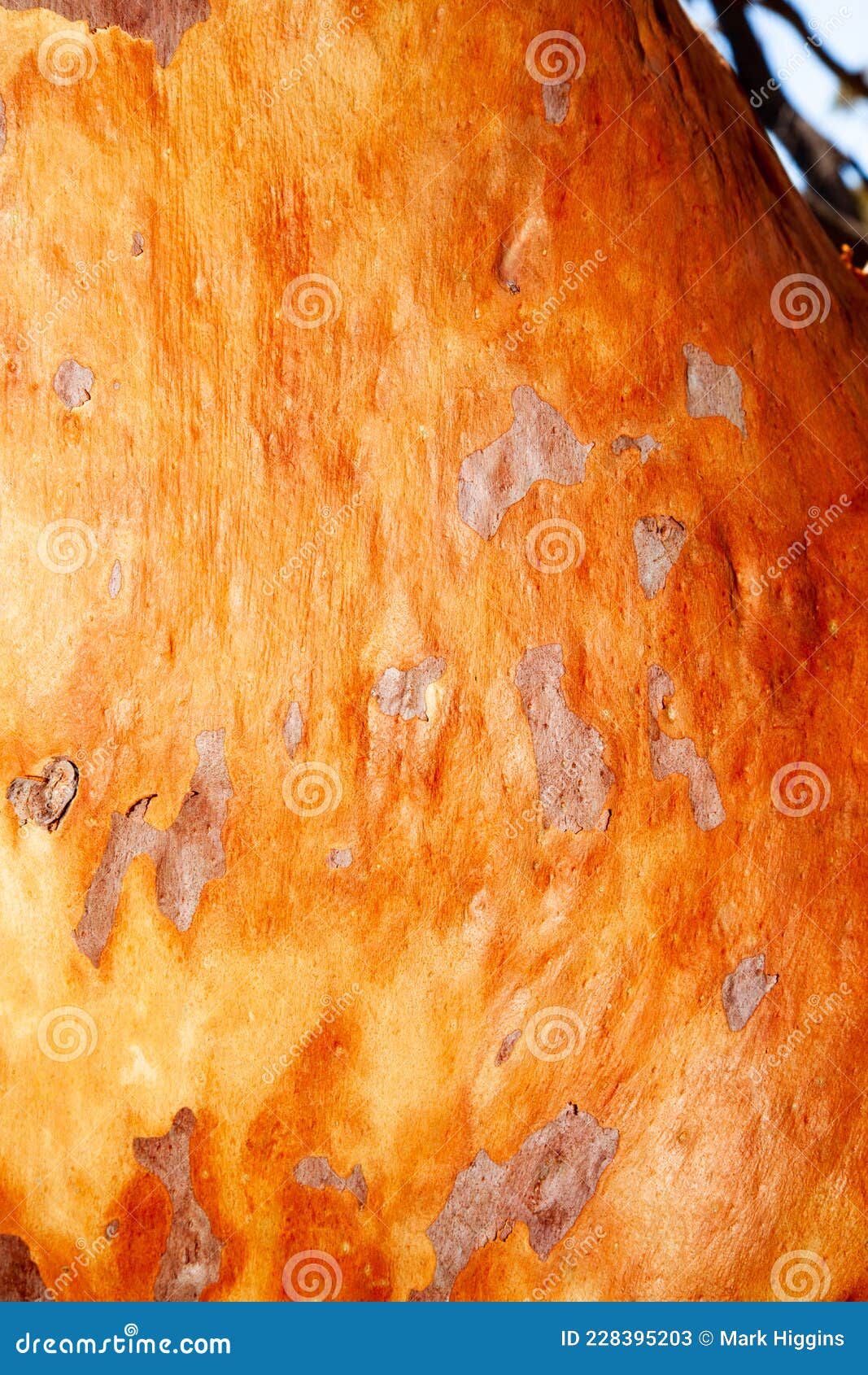 Scribbly bark stock image. Image of nature, beauty, orange - 228395203