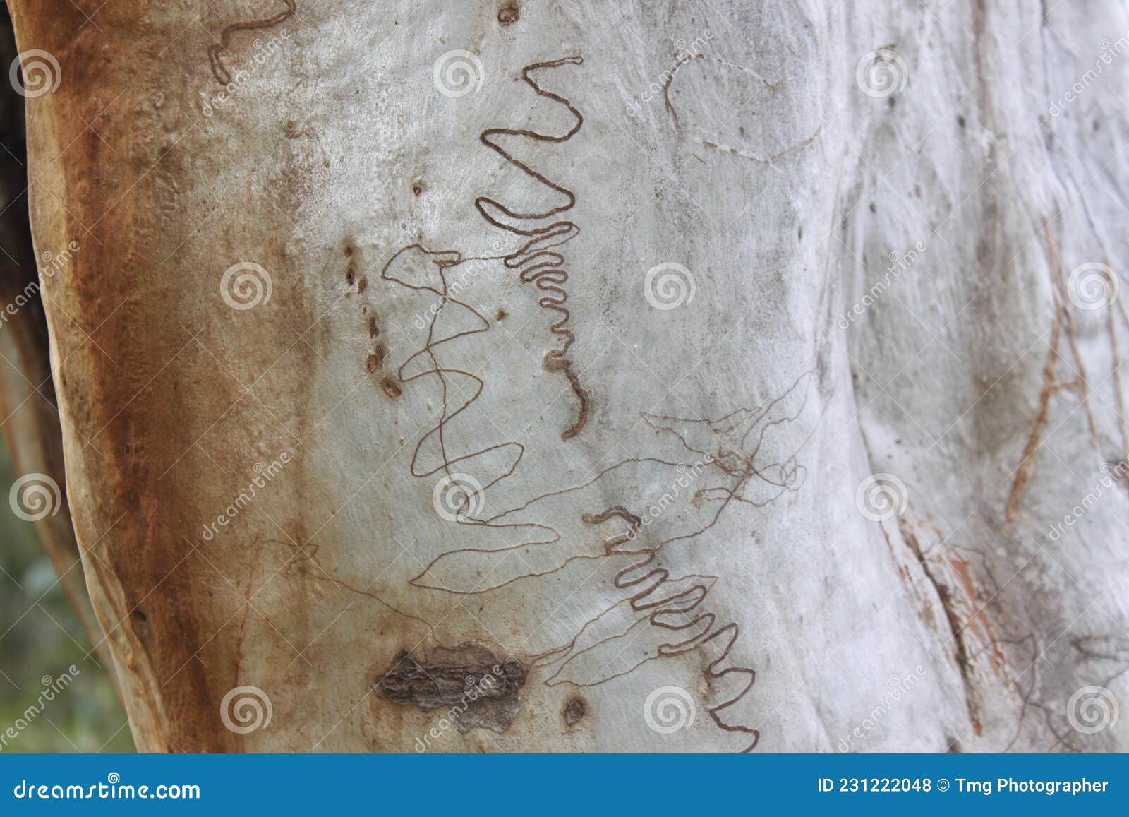 Scribbly Gum Tree Bark Texture Royalty-Free Stock Photo | CartoonDealer ...