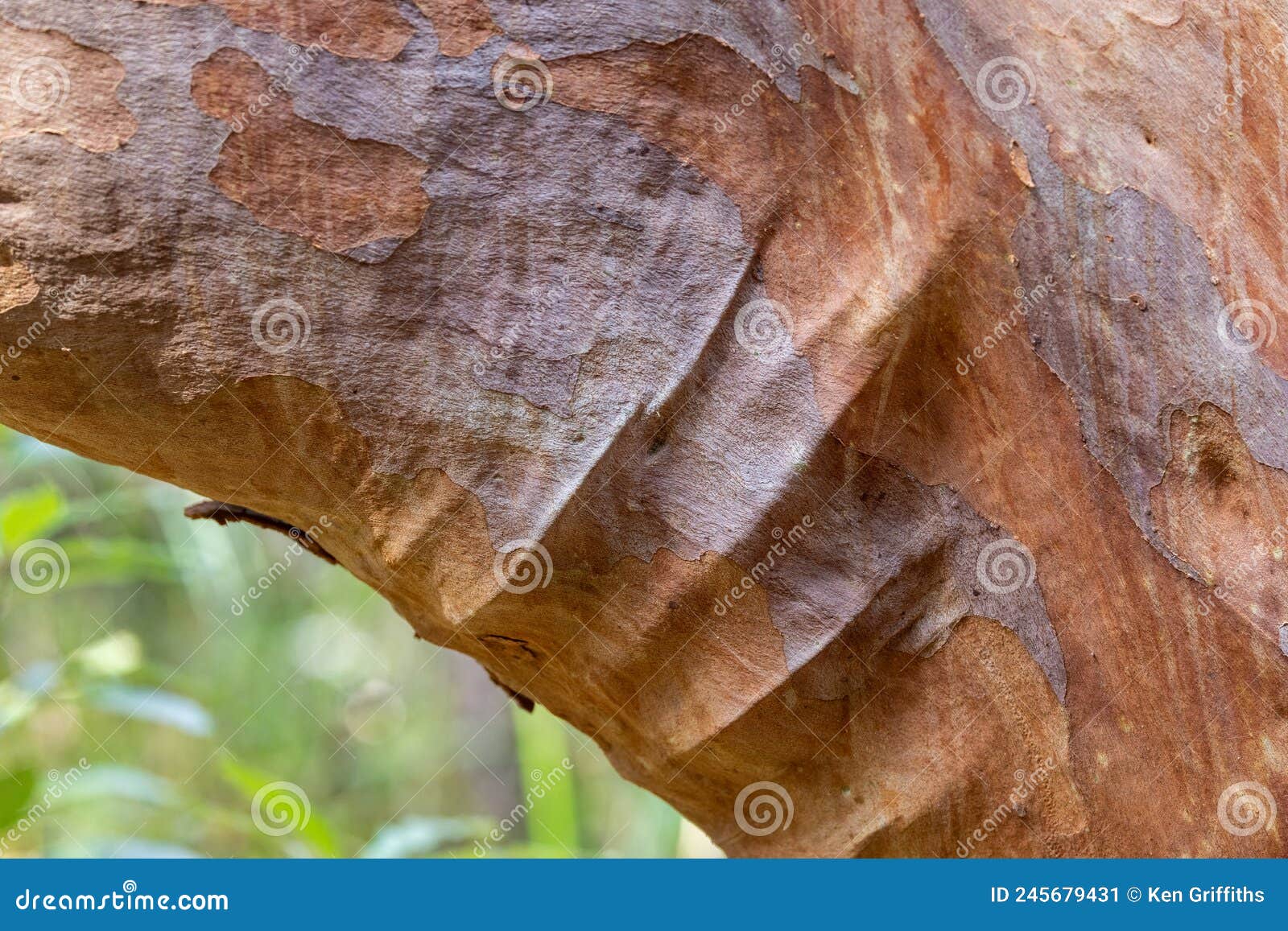 Scribbly Gum Tree Bark Texture Royalty-Free Stock Photo | CartoonDealer ...