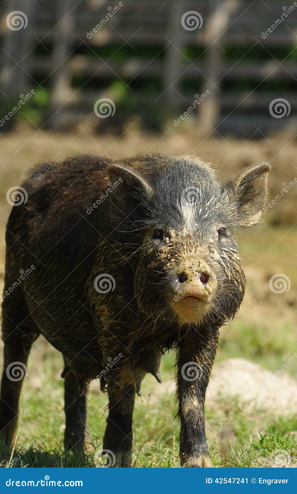 Scrofa Del Maiale Piccolo Il Nero Immagine Stock - Immagine di ...