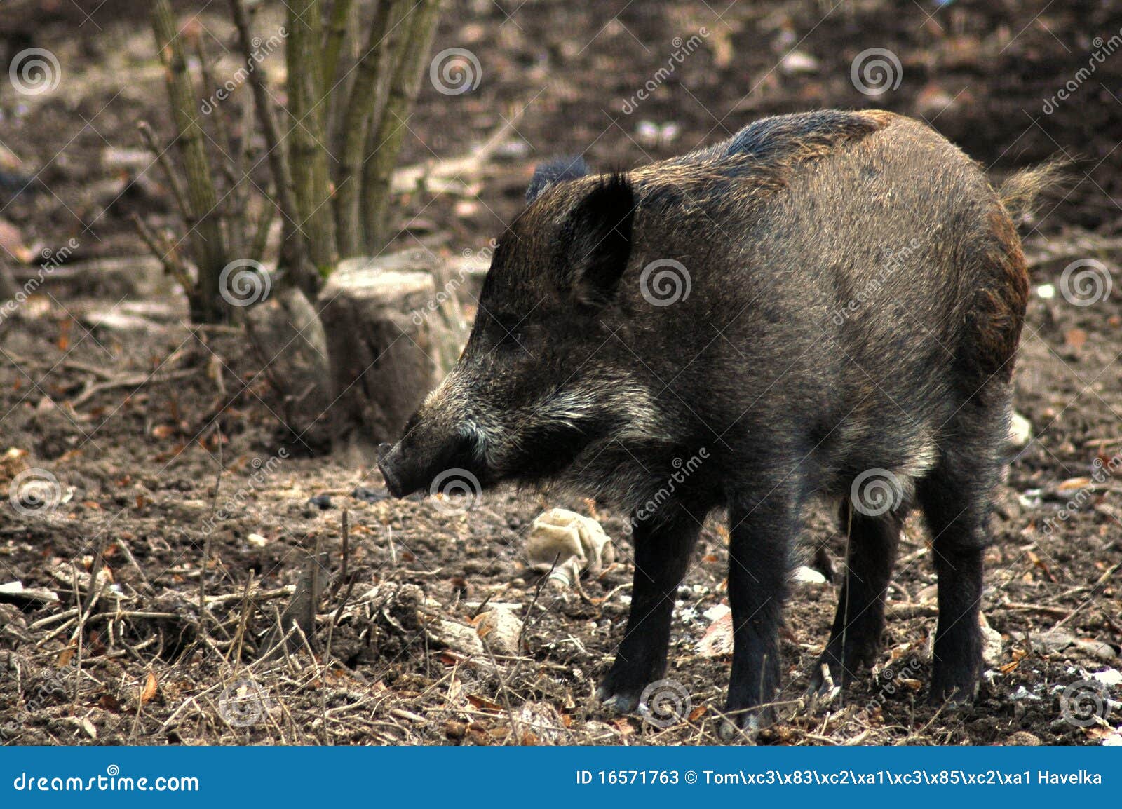 Scrofa del Sus imagen de archivo. Imagen de cerdo, verraco - 16571763