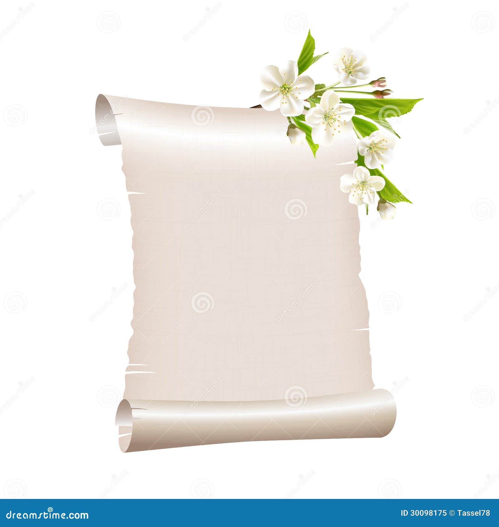 Scroll Blank Paper with Blossoming Cherry Branch Stock Vector ...
