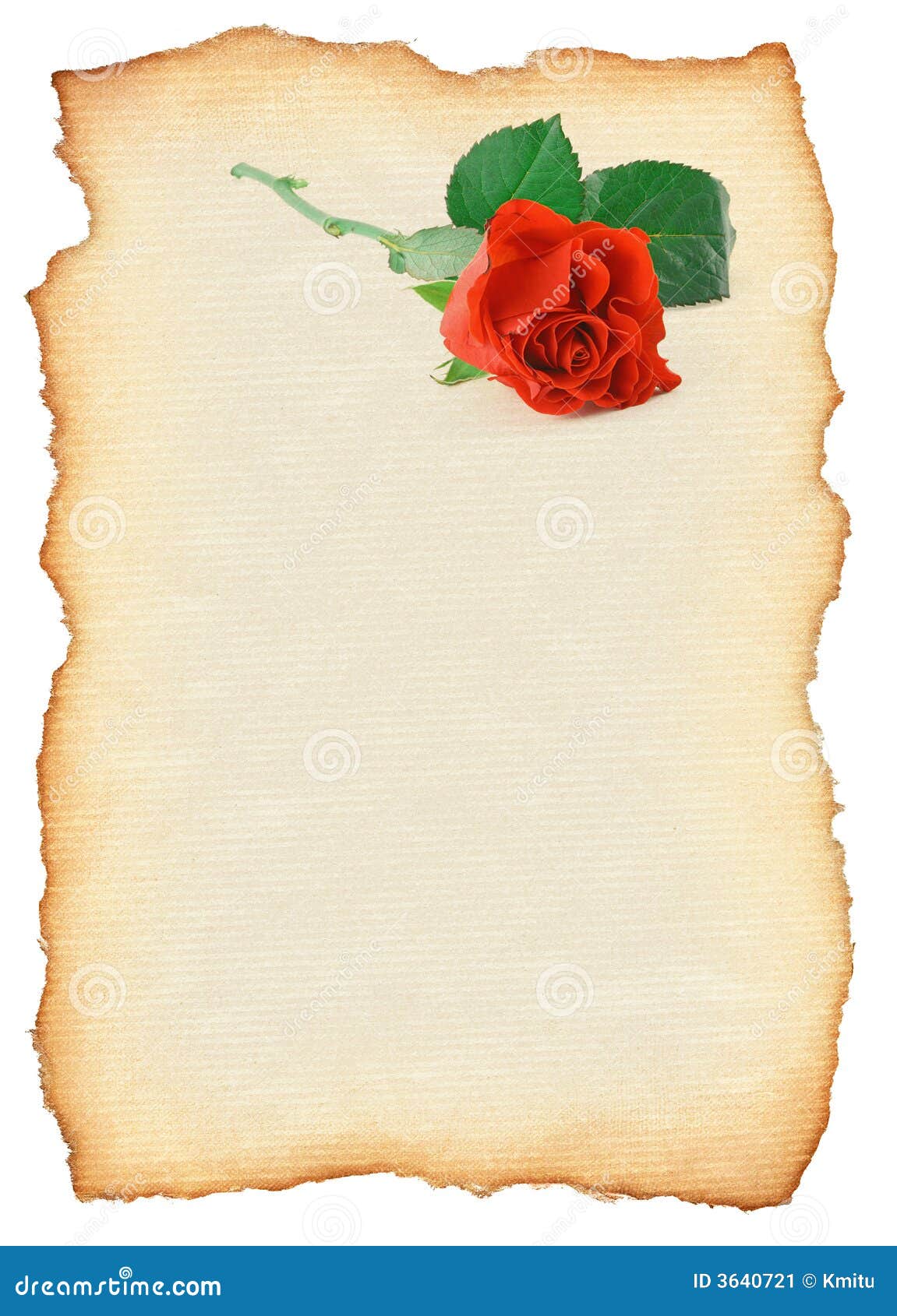 Scroll with rose stock illustration. Illustration of love - 3640721