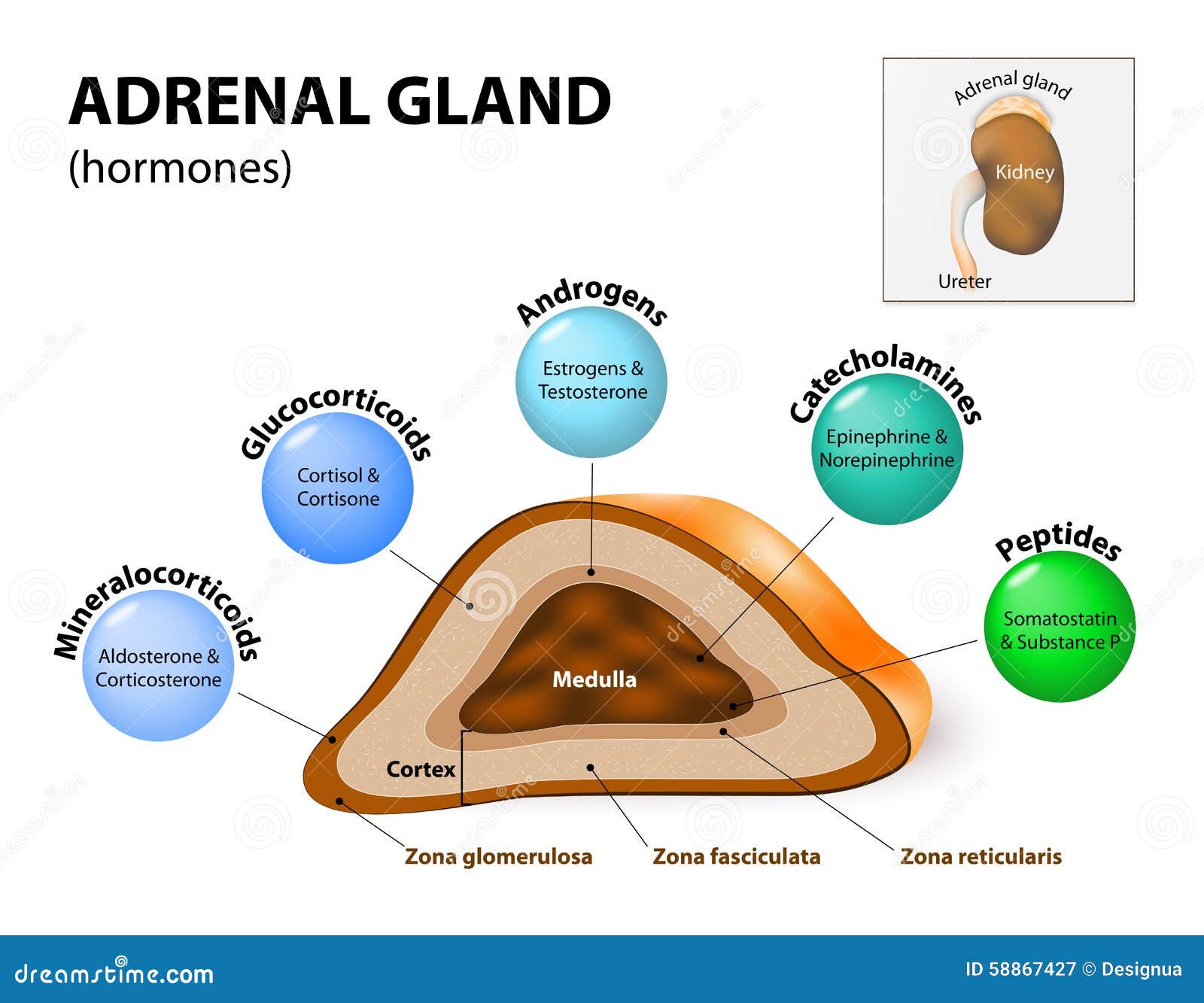 Sécrétion D'hormone De Glande Surrénale Illustration de Vecteur - Image ...