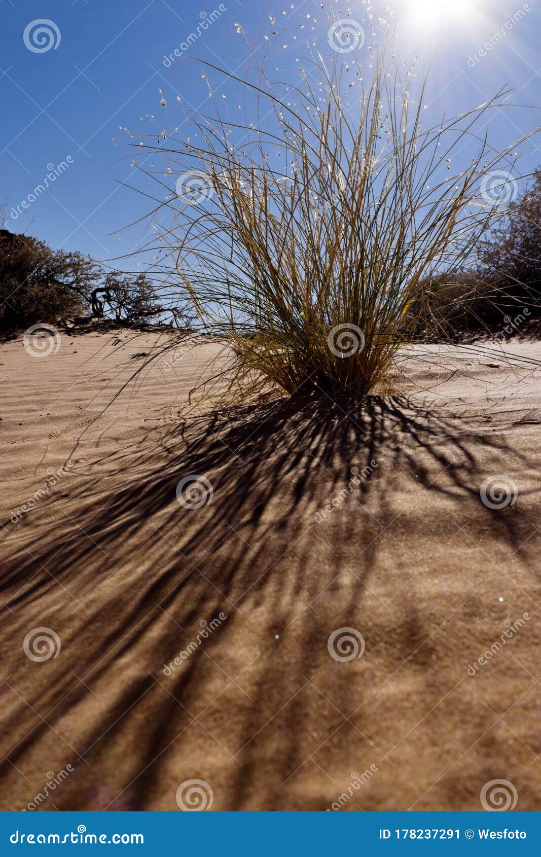 Scrub Brush and Desert Sands Stock Image - Image of natural, shadow ...