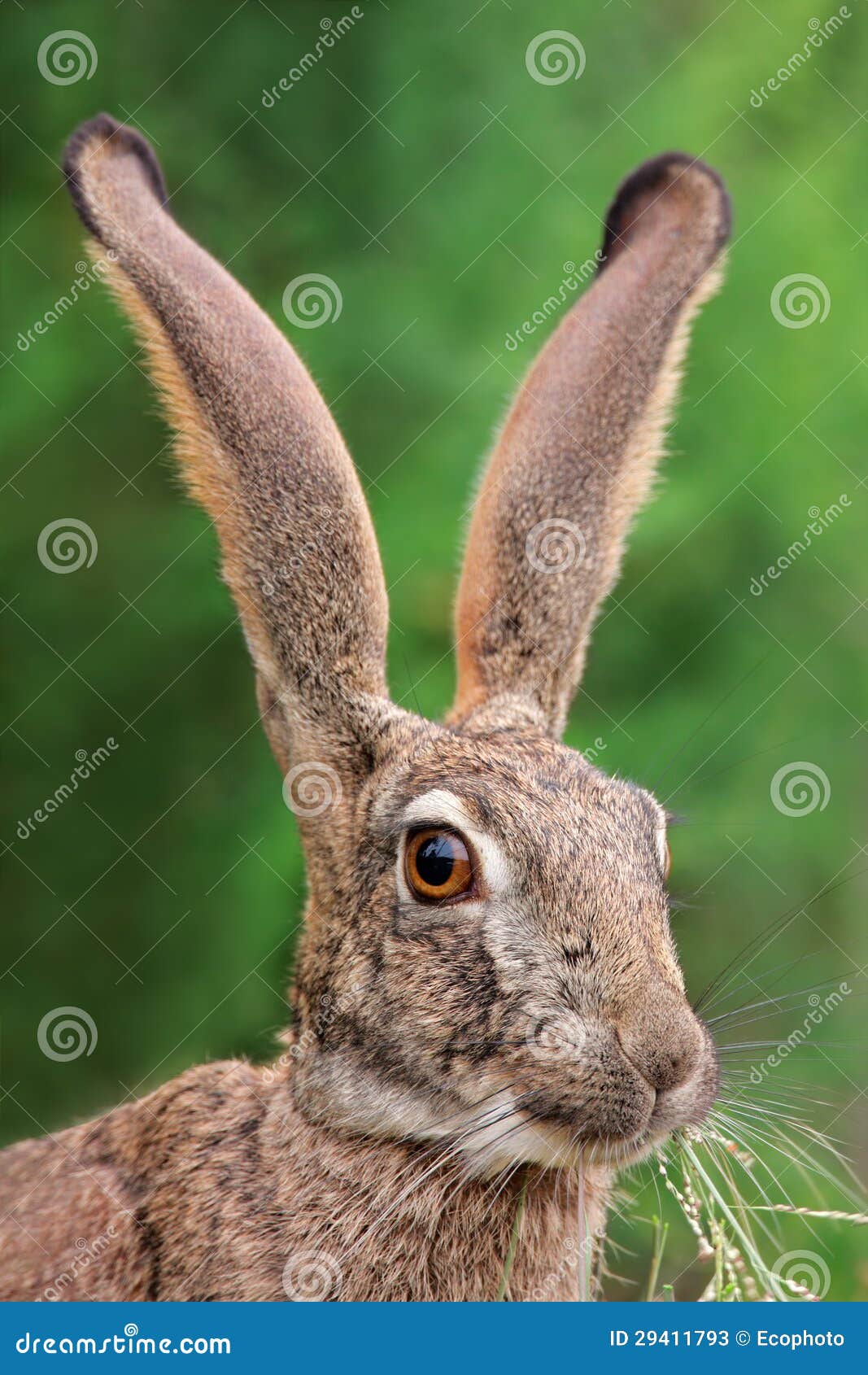 Scrub hare portrait stock image. Image of small, mammal - 29411793