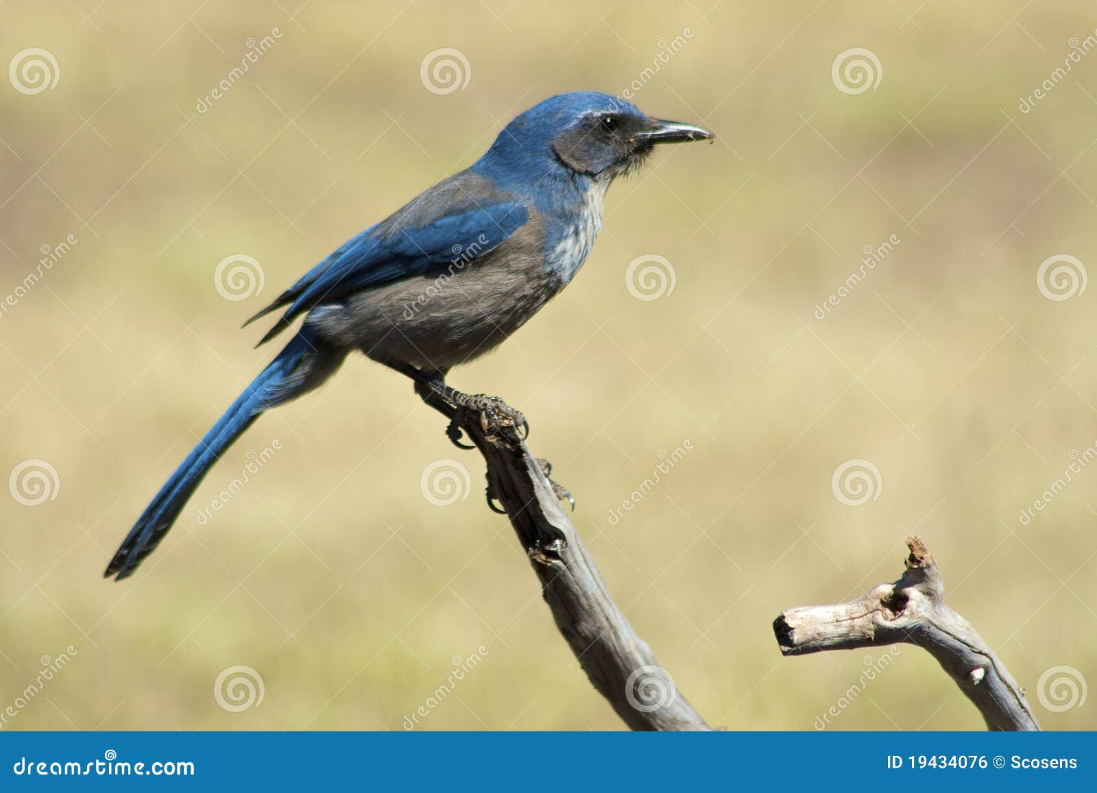 Scrub Jay stock photo. Image of arizona, animal, wildlife - 19434076