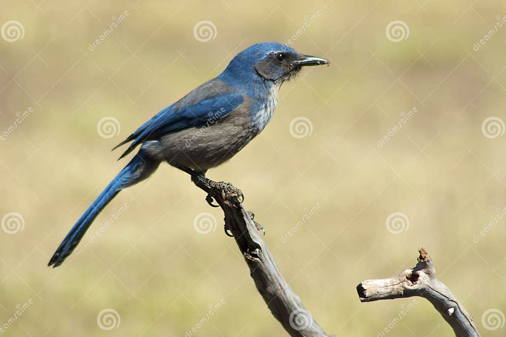 Scrub Jay stock photo. Image of arizona, animal, wildlife - 19434076