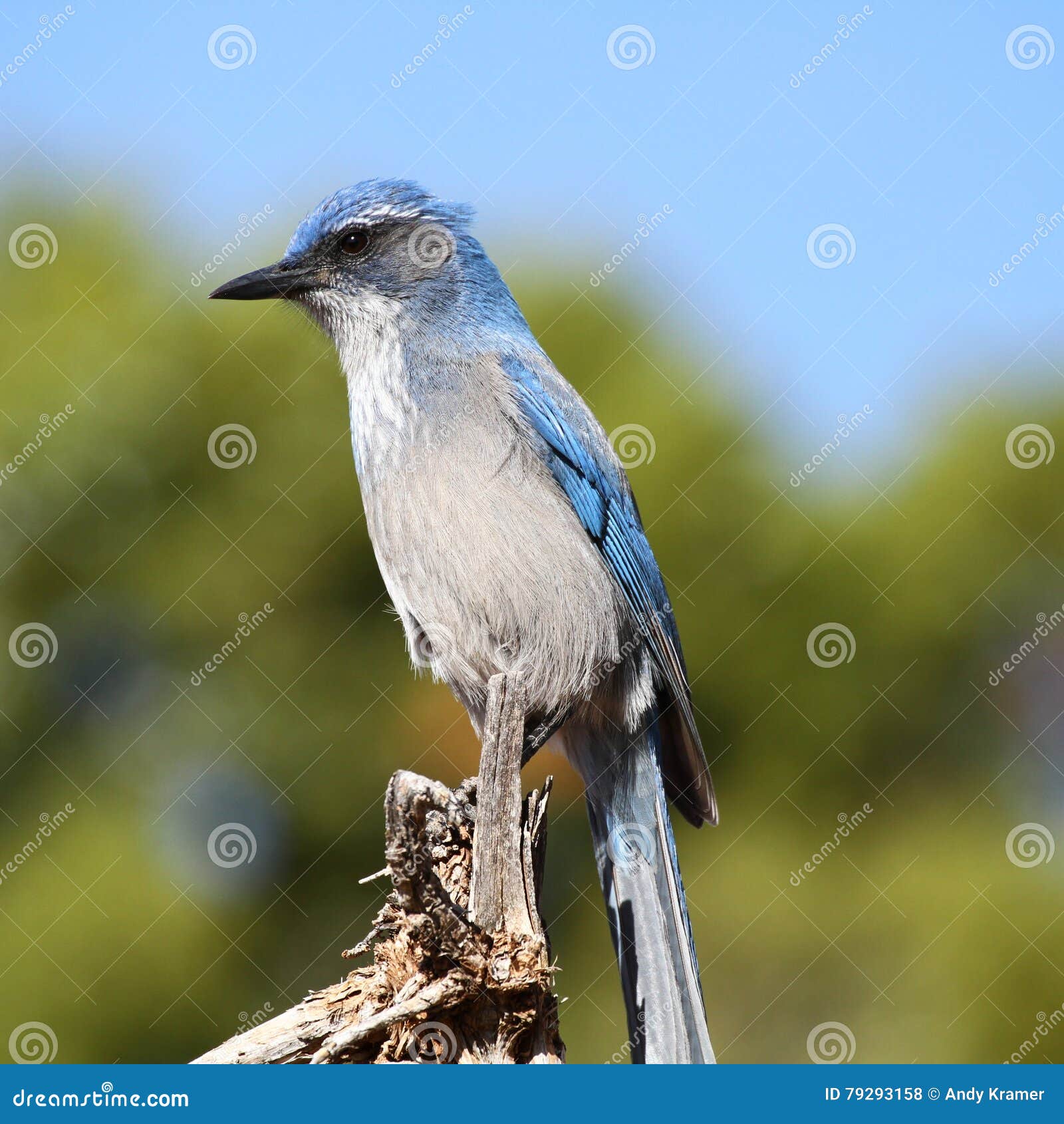 Scrub jay close-up stock photo. Image of shrublands, rare - 79293158