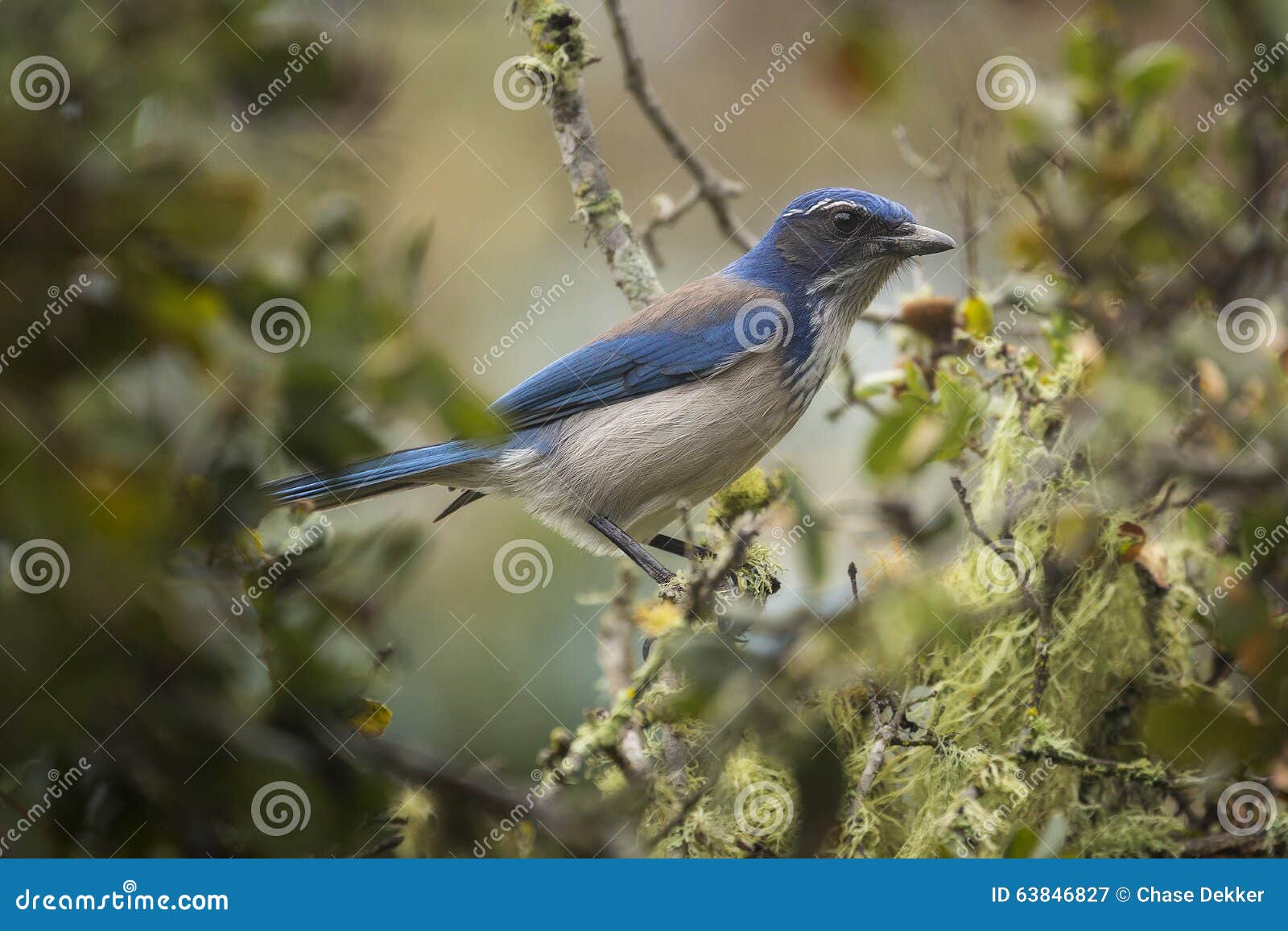 Scrub Jay stock image. Image of ocean, scrub, grove, cali - 63846827