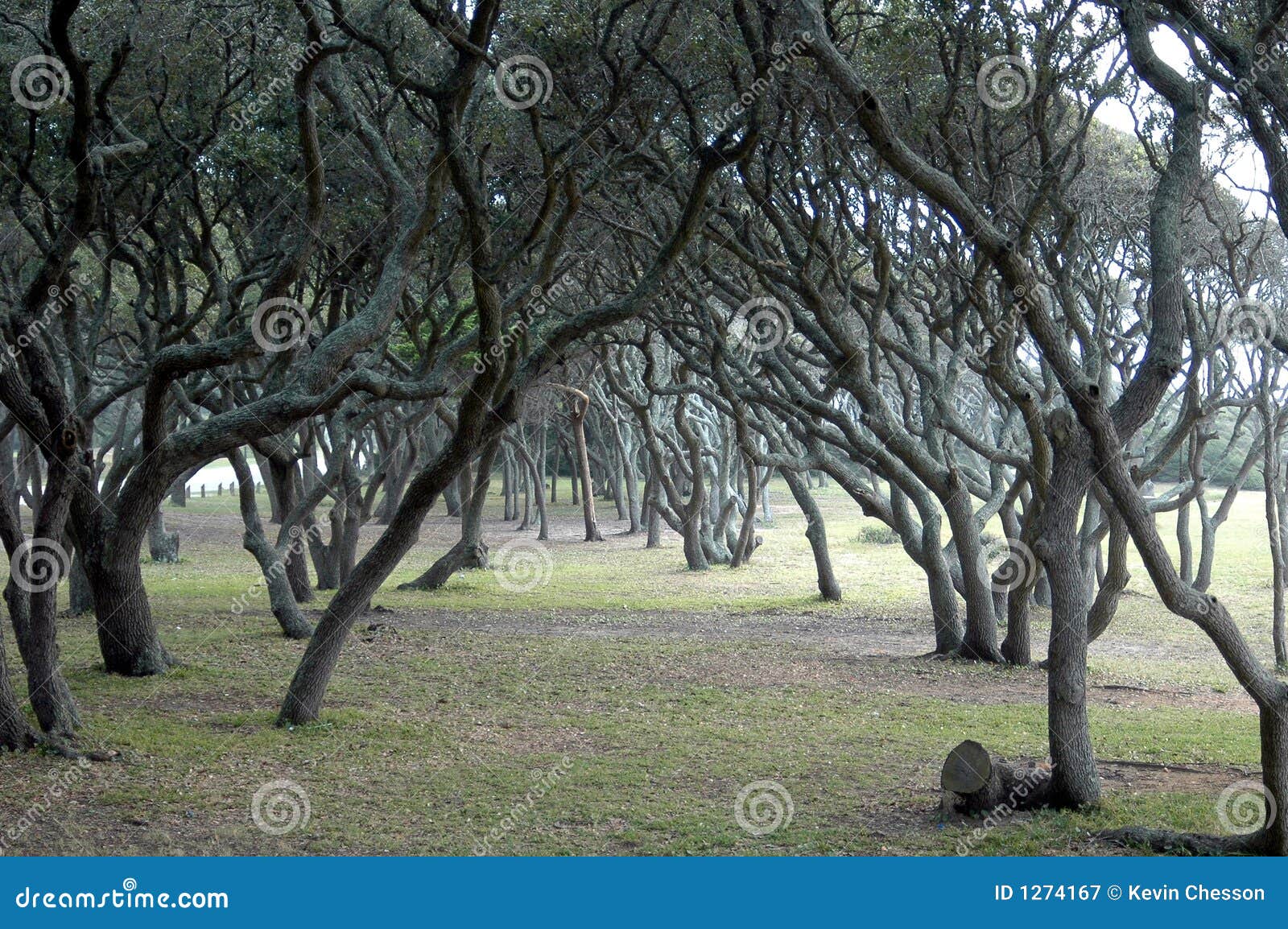 Scrub oaks stock image. Image of army, confederate, landmark - 1274167