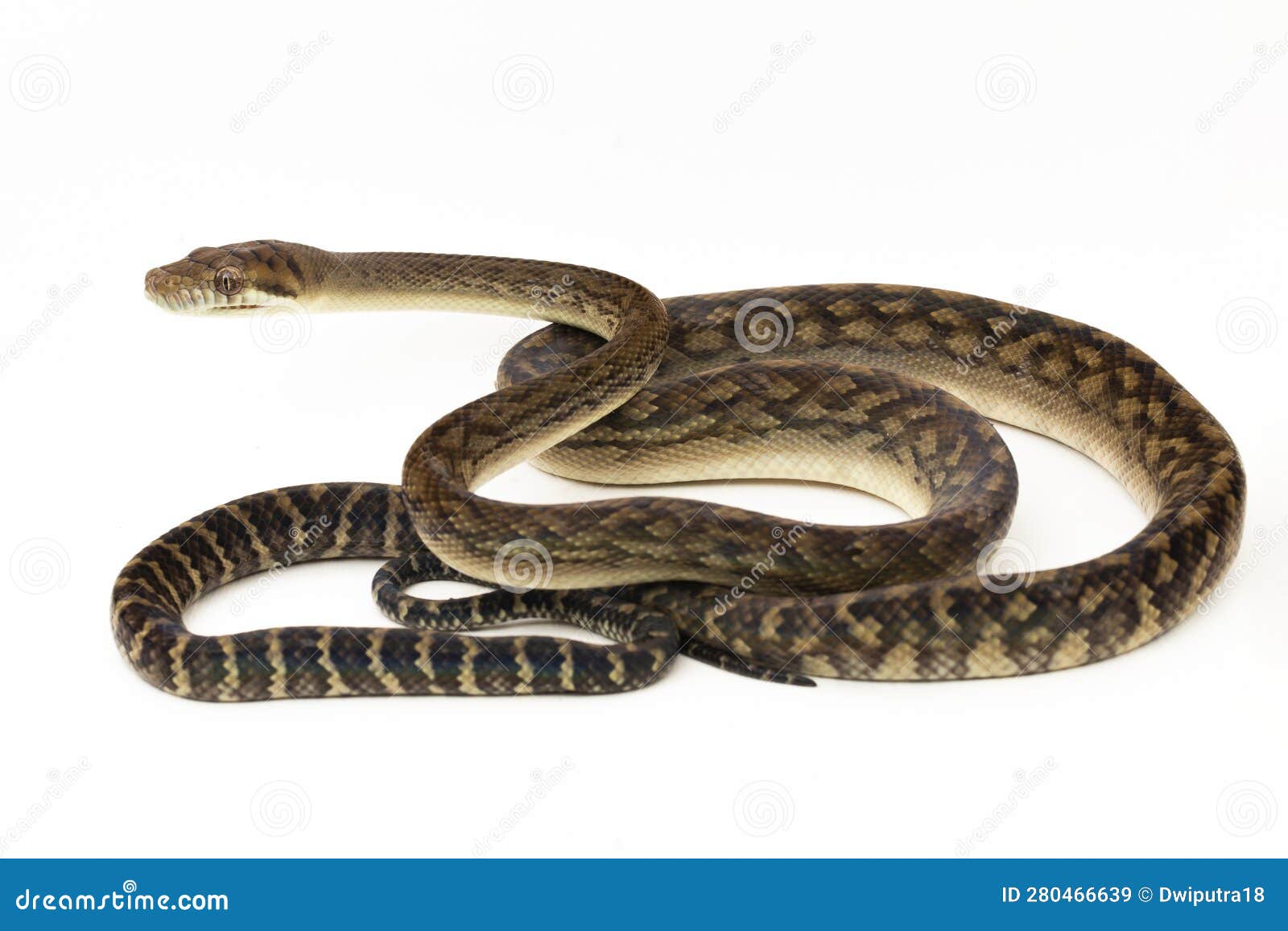 Scrub Python (Morelia Amethistina) Amethystine Python Snake Isolated on ...