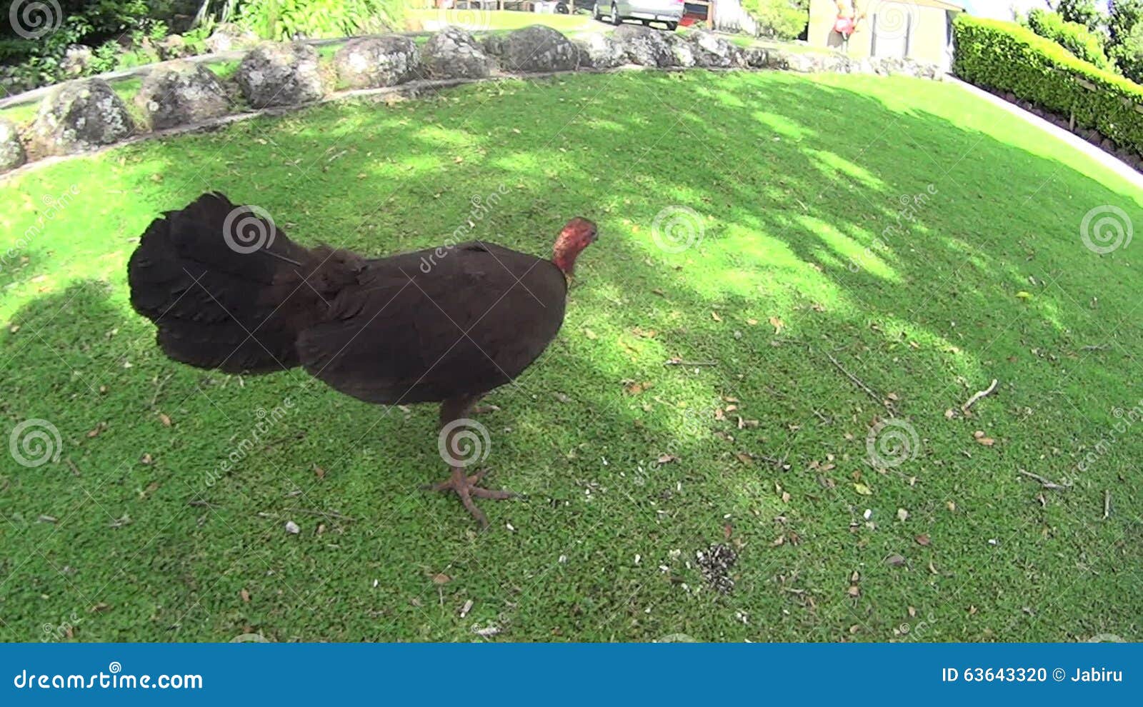 Scrub Turkey stock footage. Video of looking, megapodiidae - 63643320