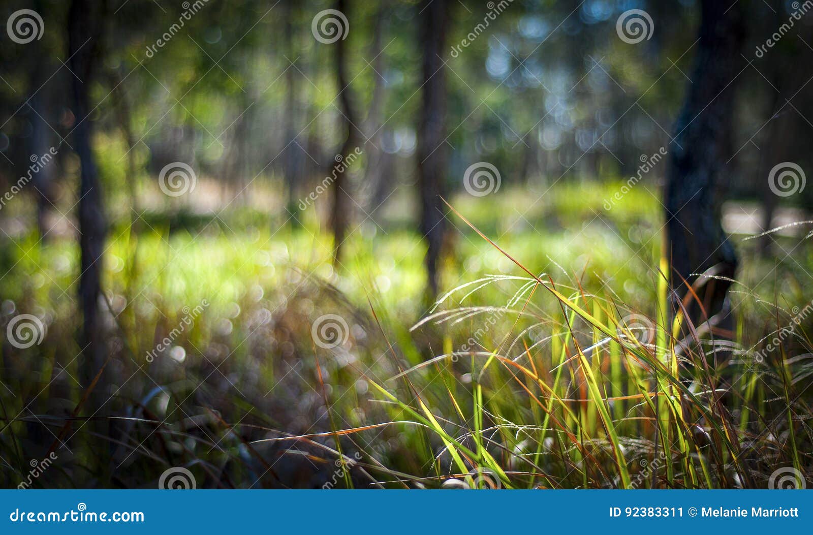Scrubby Australian forest stock image. Image of nature - 92383311