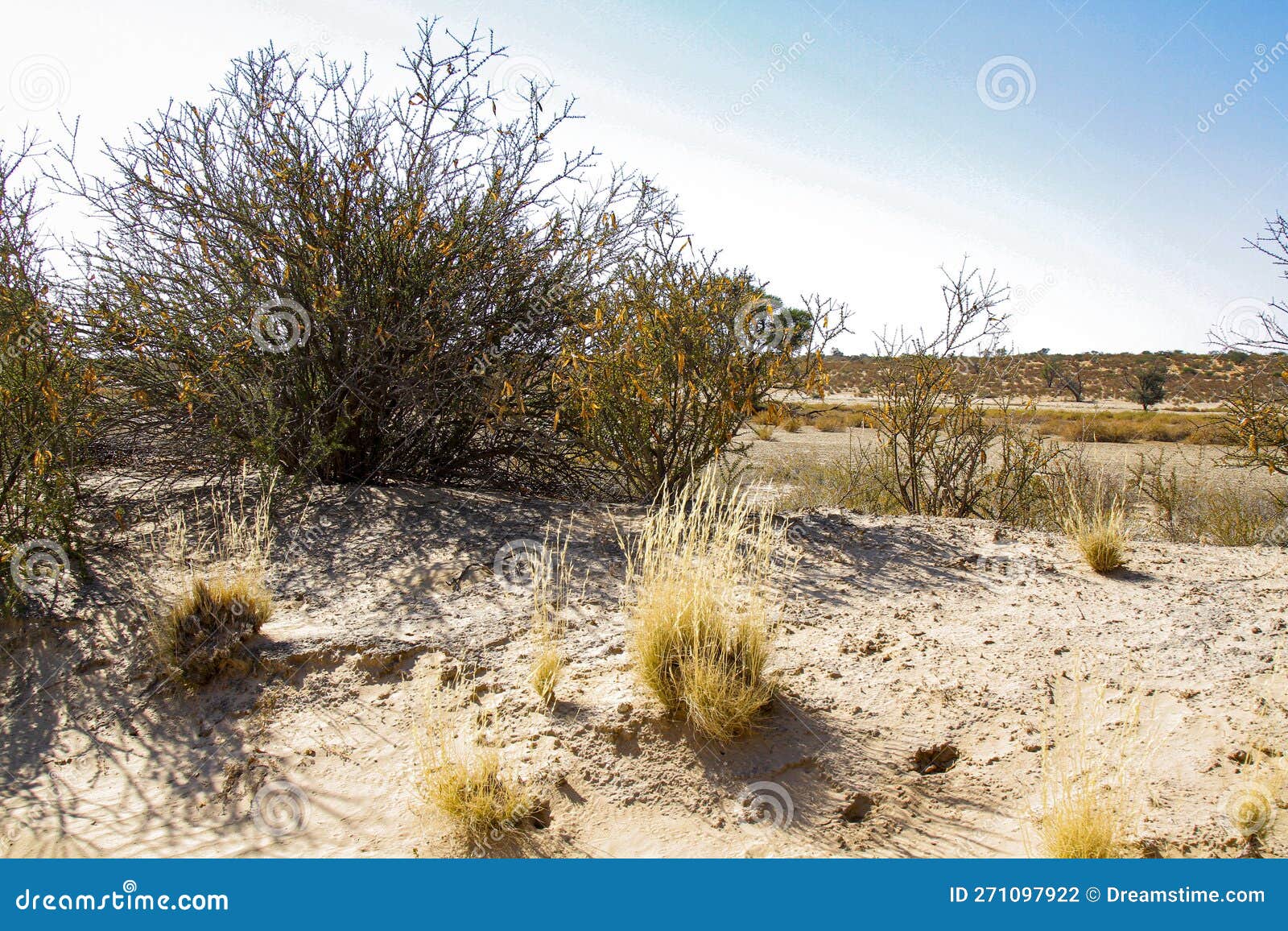 Scrubland in desert area stock photo. Image of desert - 271097922