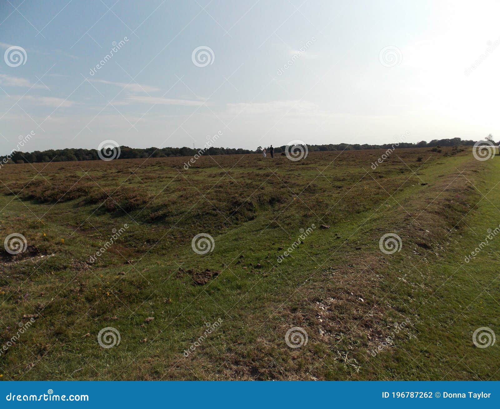 Scrubland in the New Forest Hampshire Stock Photo - Image of path ...