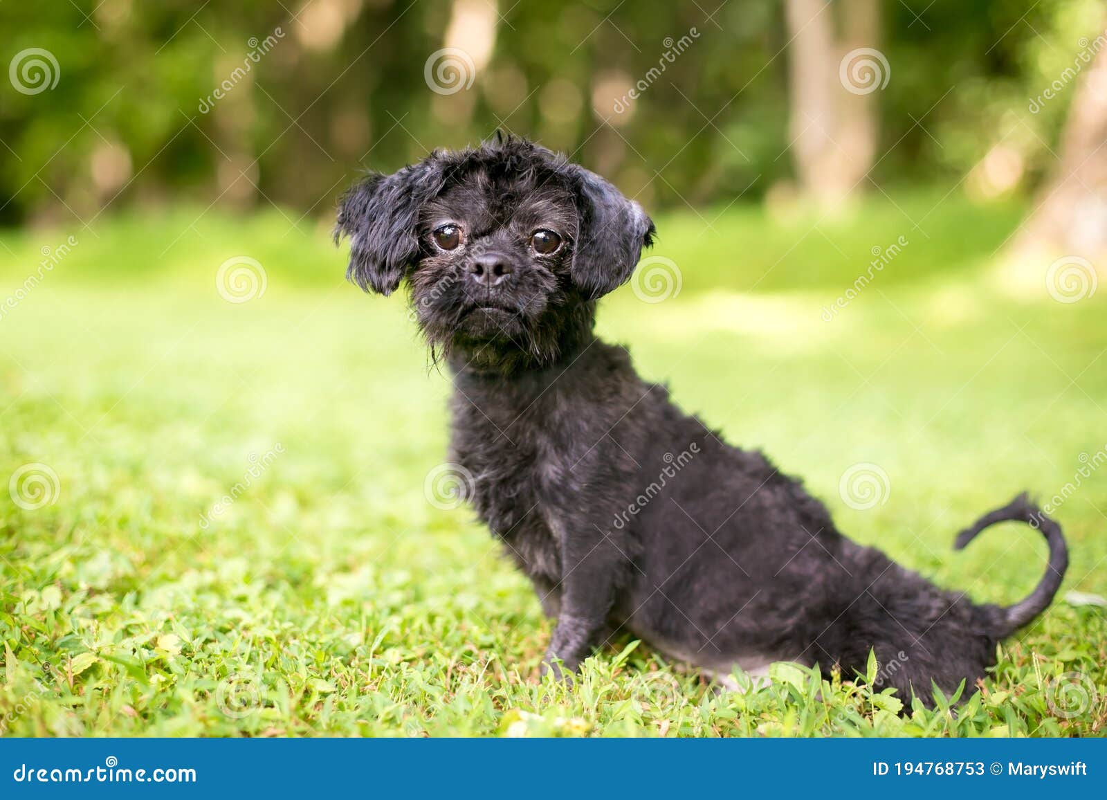 A Scruffy Black Mixed Breed Dog Outdoors Stock Image - Image of small ...