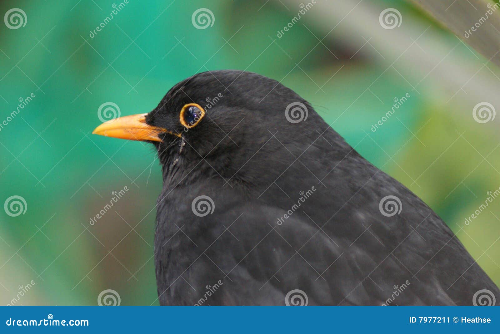 Scruffy blackbird stock image. Image of close, european - 7977211