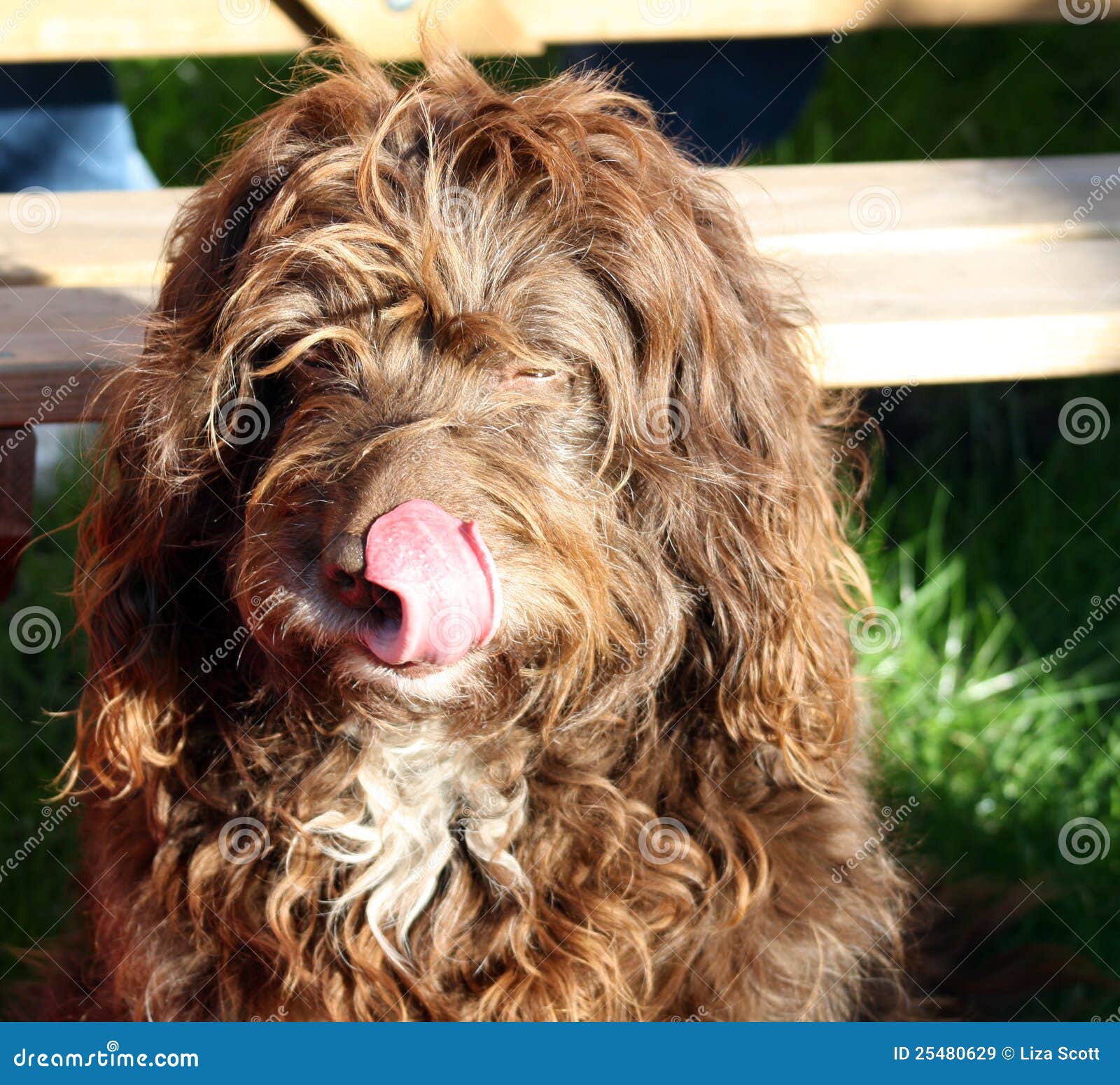 Scruffy brown dog stock image. Image of creature, pedigree - 25480629