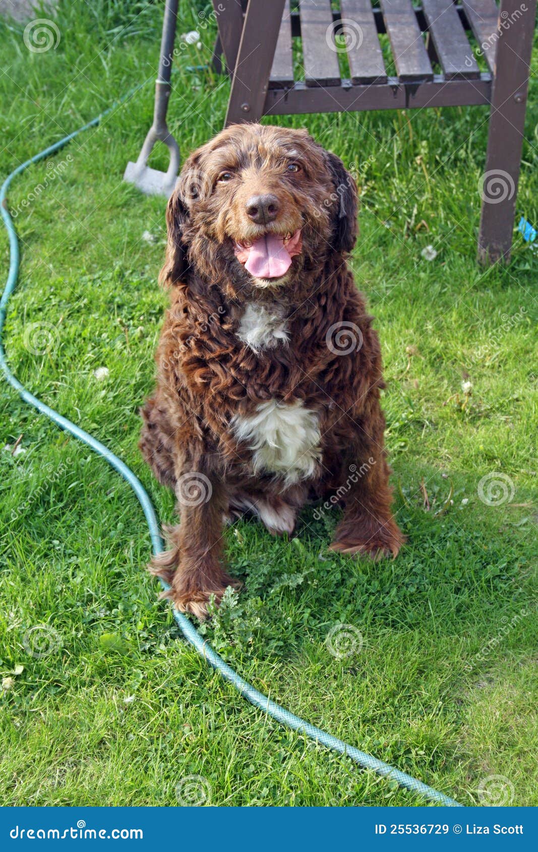 Scruffy brown dog stock image. Image of isolated, looking - 25536729
